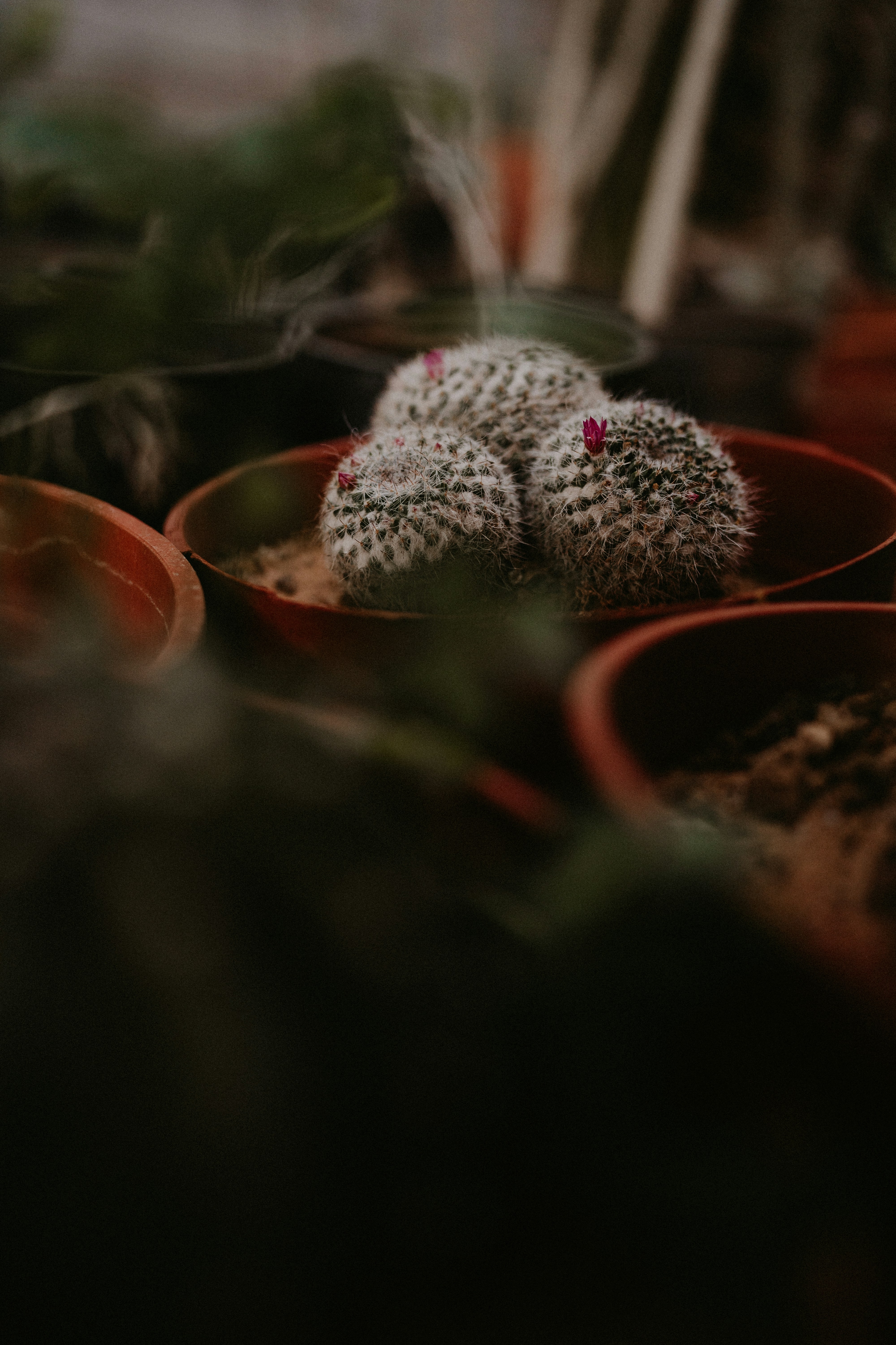 Three fuzzy cacti with pink flowers in pots.