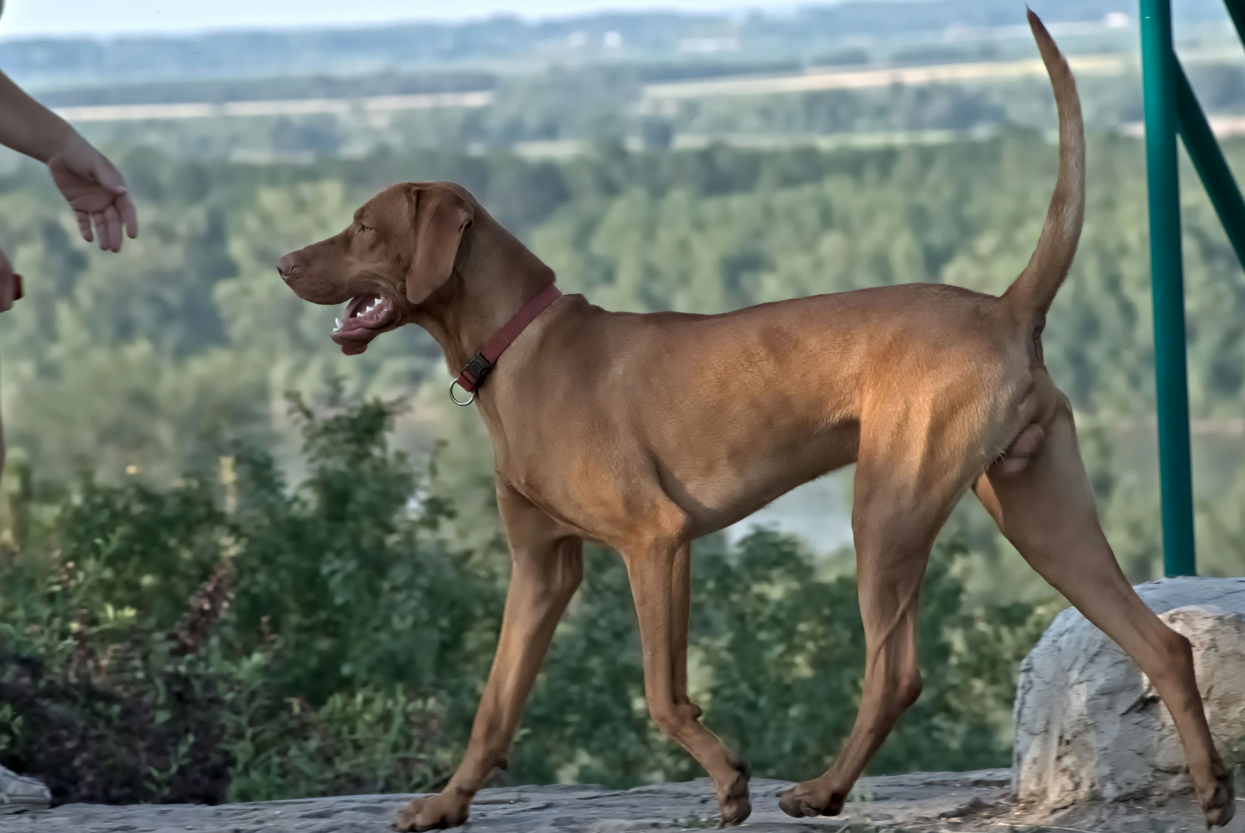 A slender brown dog walks outdoors with its tail up.