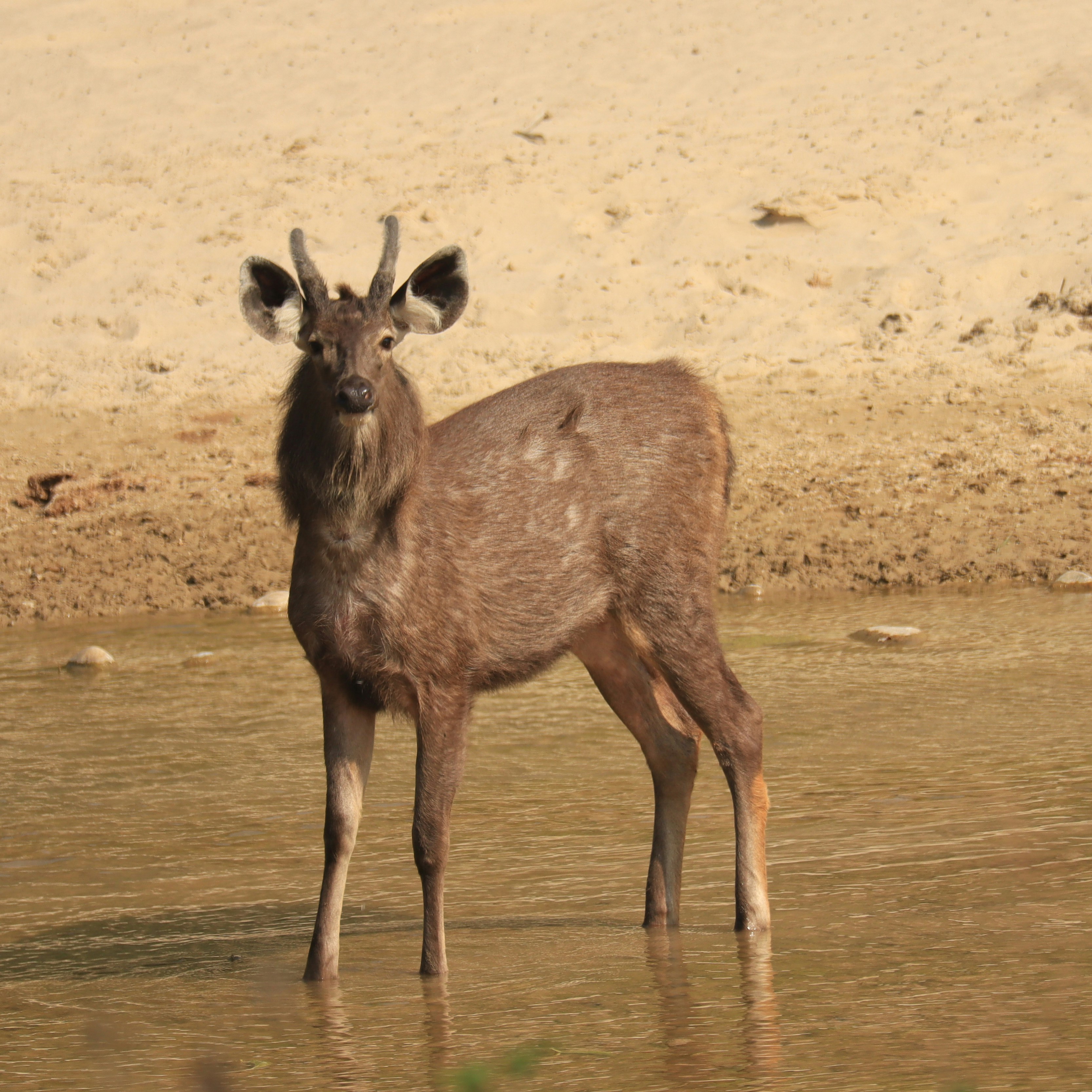 A young deer stands elegantly in shallow water, surrounded by a natural landscape. The sandy bank contrasts with the gentle ripples of the water.