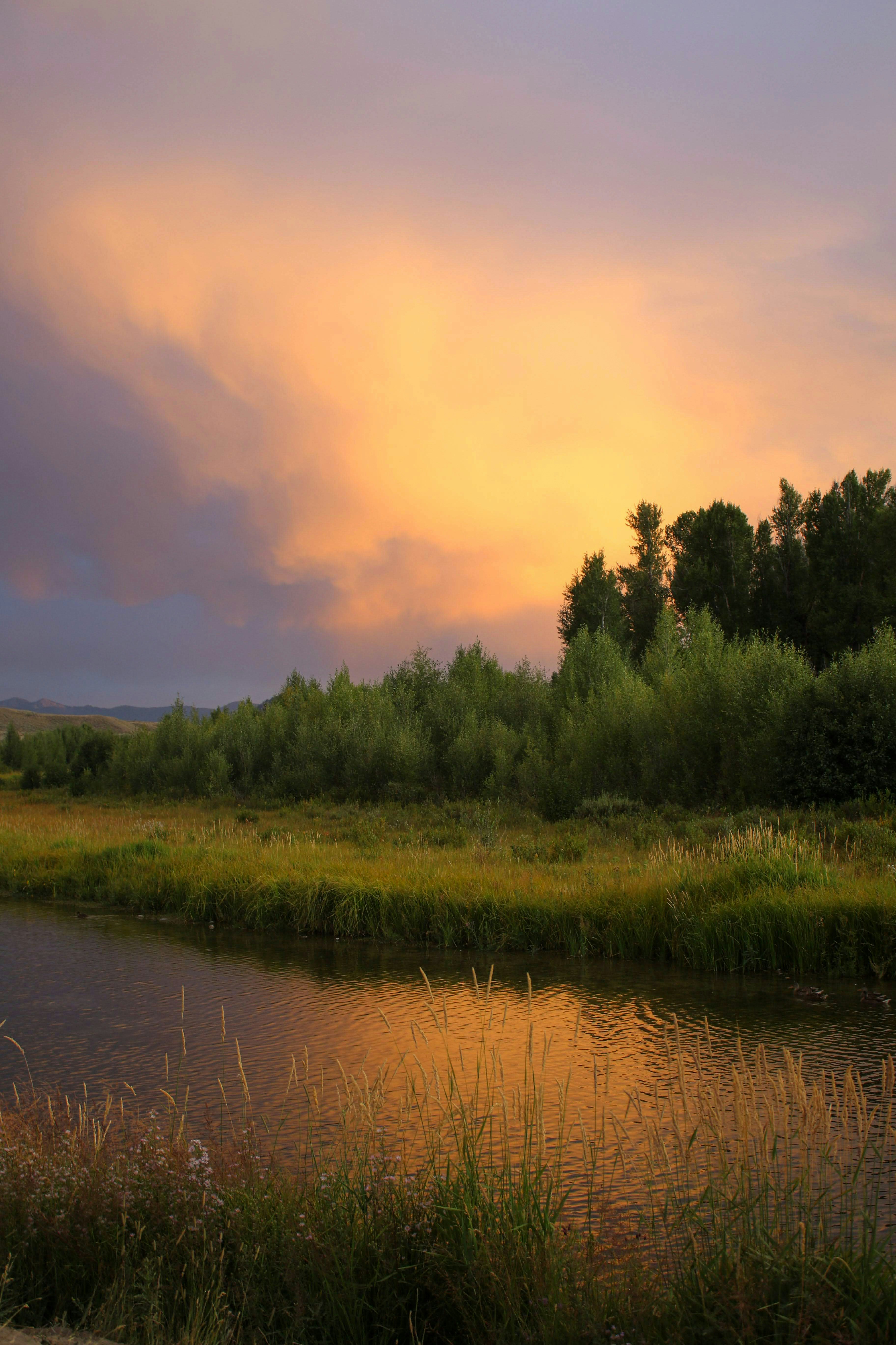 Golden hues of sunset reflecting on a serene river, bordered by lush greenery and gentle grasses.