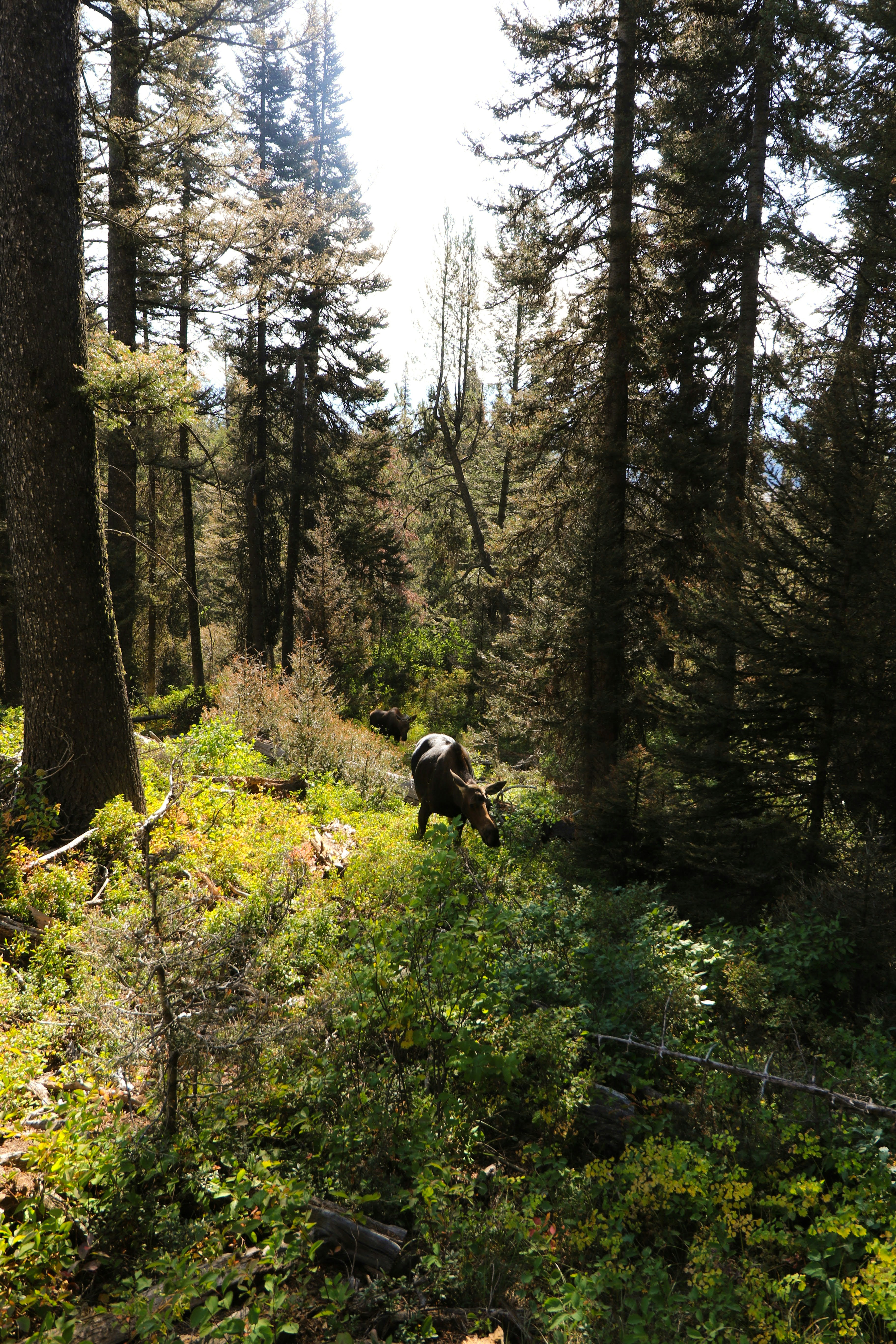 A moose grazes in a sunlit forest clearing.