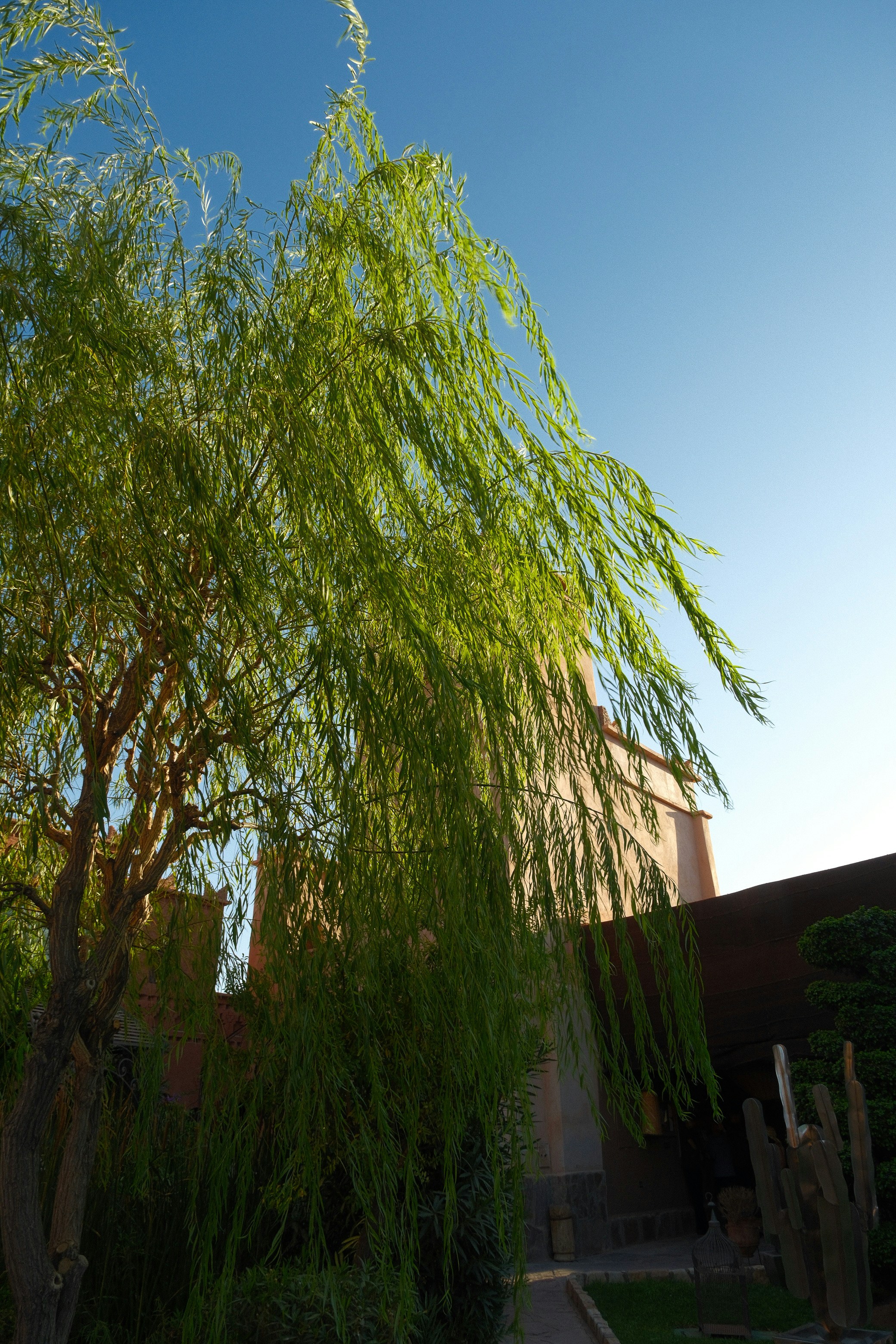Whispers of Green Beneath the Sky