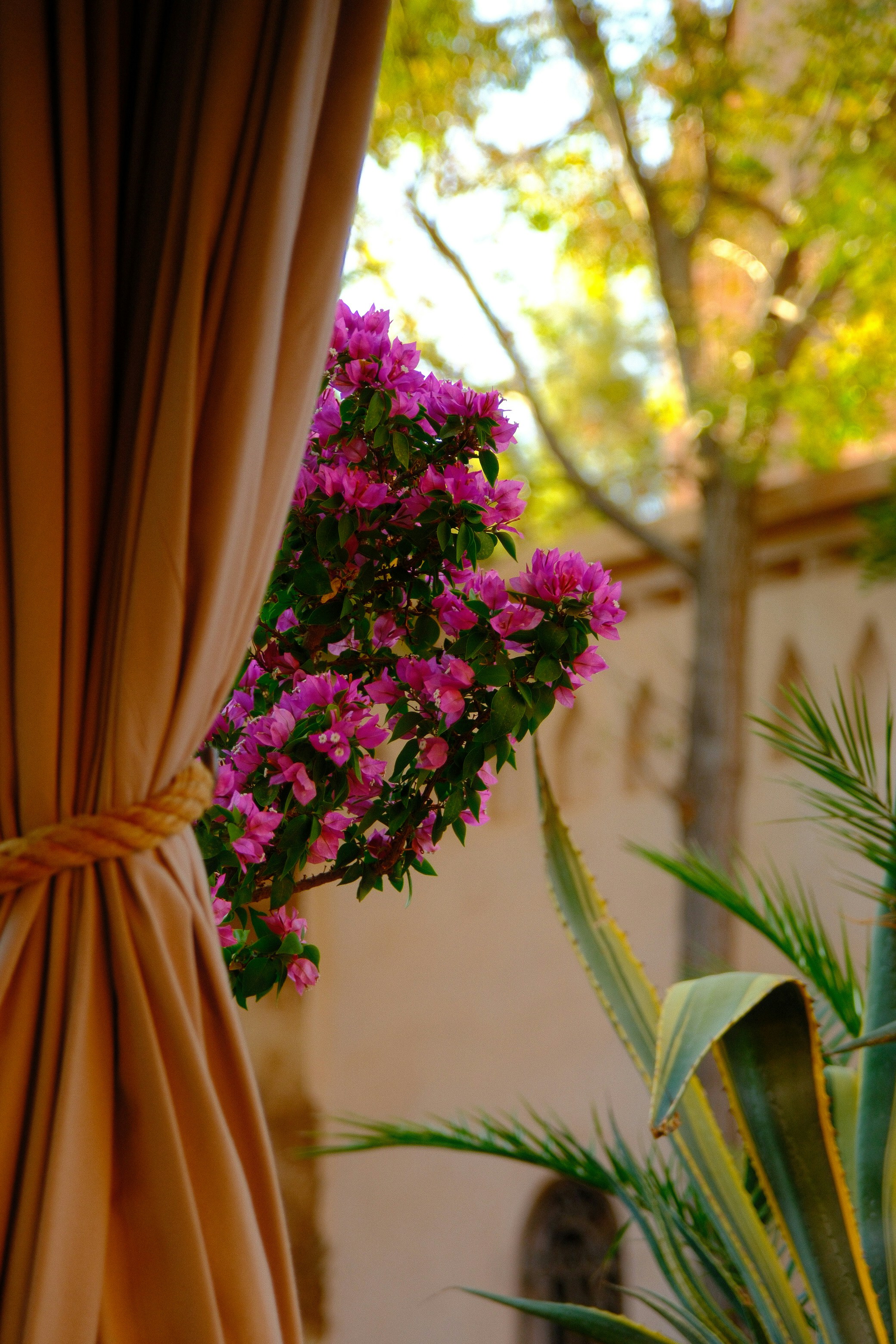 Pink bougainvillea blooms peek through a tan curtain.