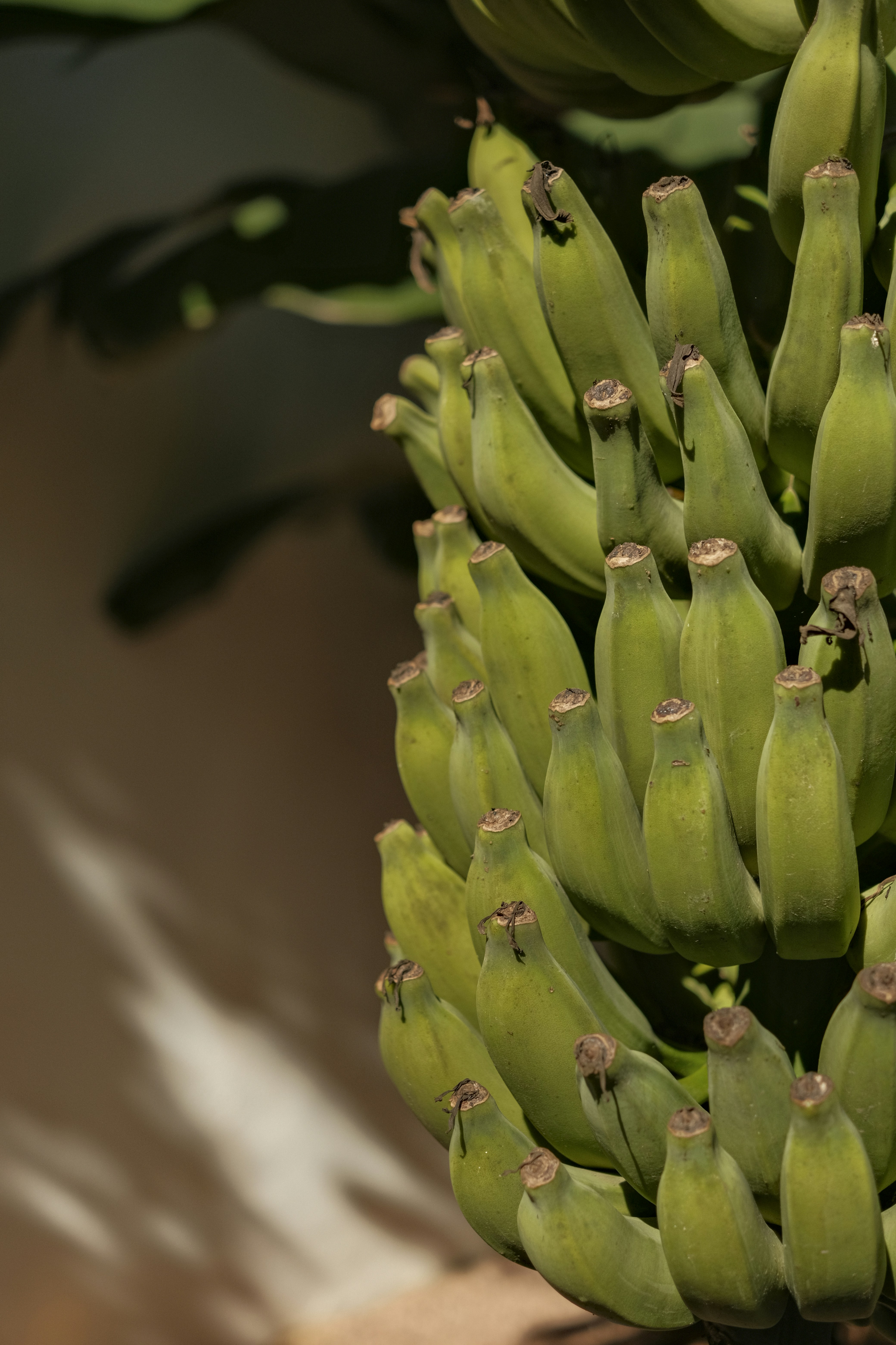 Cluster of unripe green bananas hanging from a tropical plant, showcasing their vibrant color and natural arrangement.