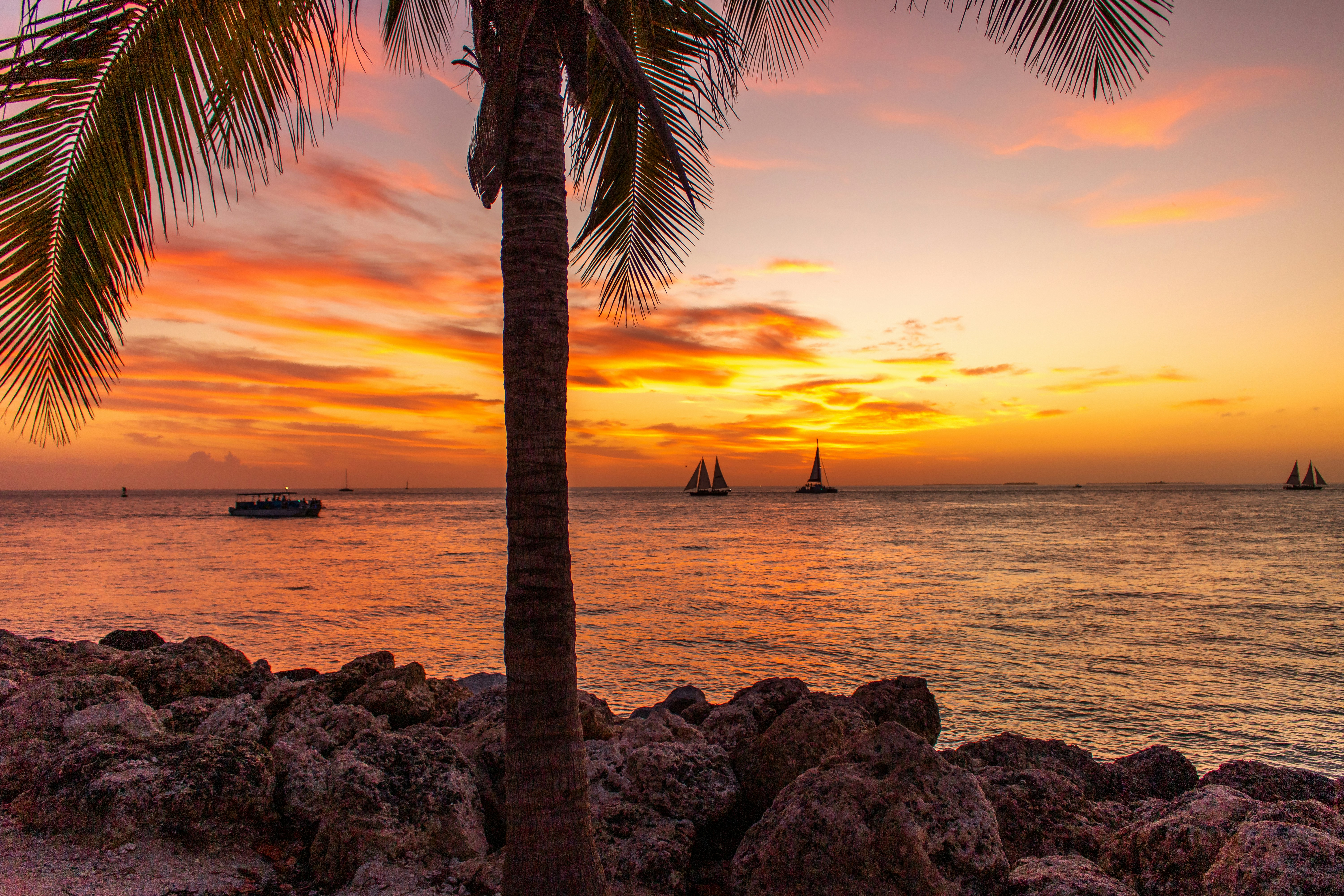 A lone palm tree frames the brilliant sunset skies of Key West, Florida, as vibrant hues of orange, red, and purple reflect over the calm waters of the Gulf of Mexico. In the distance, a sailboat drifts toward the horizon, while a tour boat glides across the evening sea. The palm’s silhouette and the rocky shoreline capture the island’s tropical charm, evoking the laid-back beauty Key West is known for. This scene highlights the peaceful atmosphere that makes Key West sunsets world-famous. | Palm tree silhouette against a vibrant sunset over the ocean.