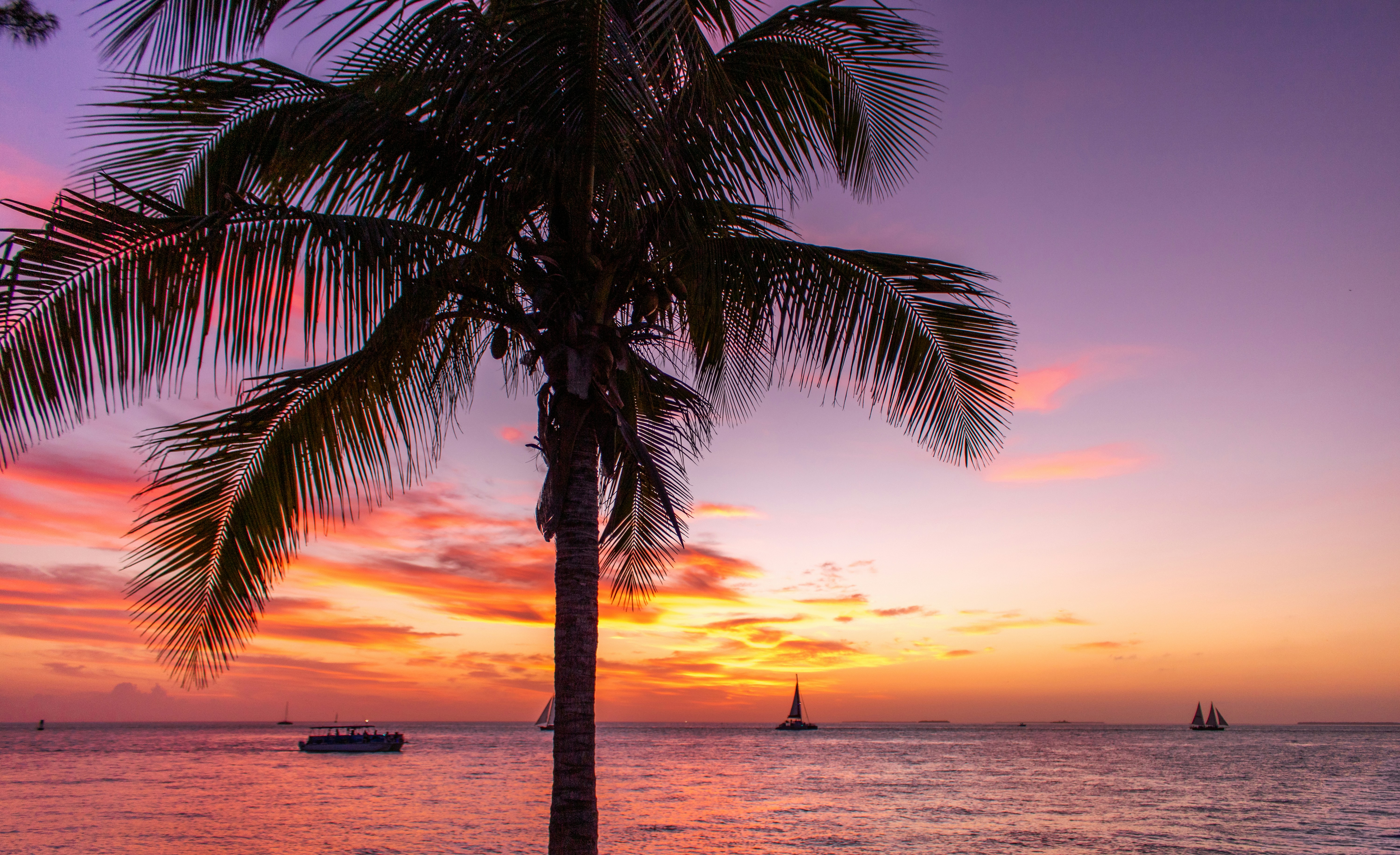 A lone palm tree frames the brilliant sunset skies of Key West, Florida, as vibrant hues of orange, red, and purple reflect over the calm waters of the Gulf of Mexico. In the distance, a sailboat drifts toward the horizon, while a tour boat glides across the evening sea. The palm’s silhouette and the rocky shoreline capture the island’s tropical charm, evoking the laid-back beauty Key West is known for. This scene highlights the peaceful atmosphere that makes Key West sunsets world-famous. | Palm tree silhouetted against a vibrant sunset over the ocean.