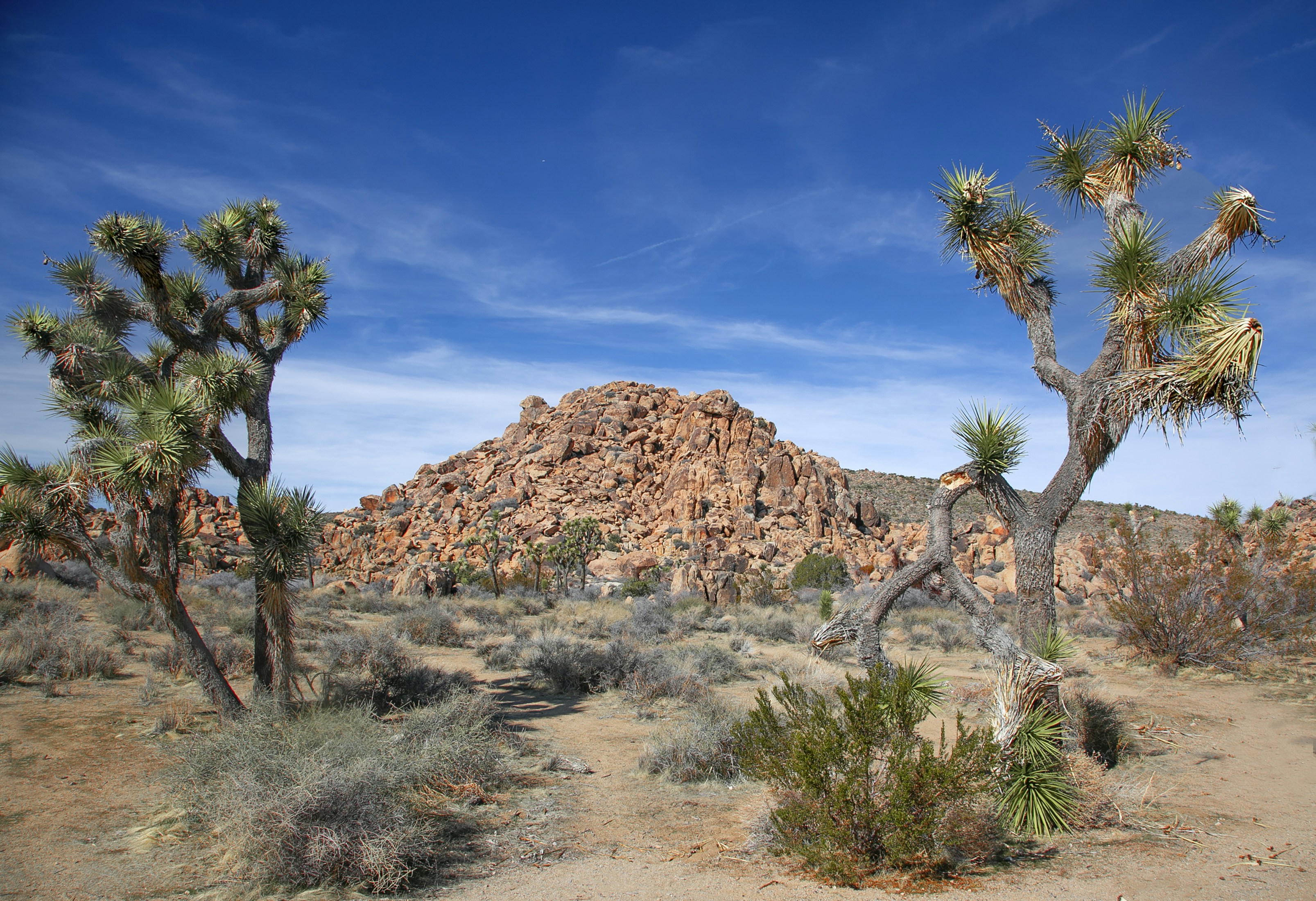 Landscape of boulders and Joshua trees in Joshua Tree NP, California | Joshua trees stand in a desert landscape with rocky hills.