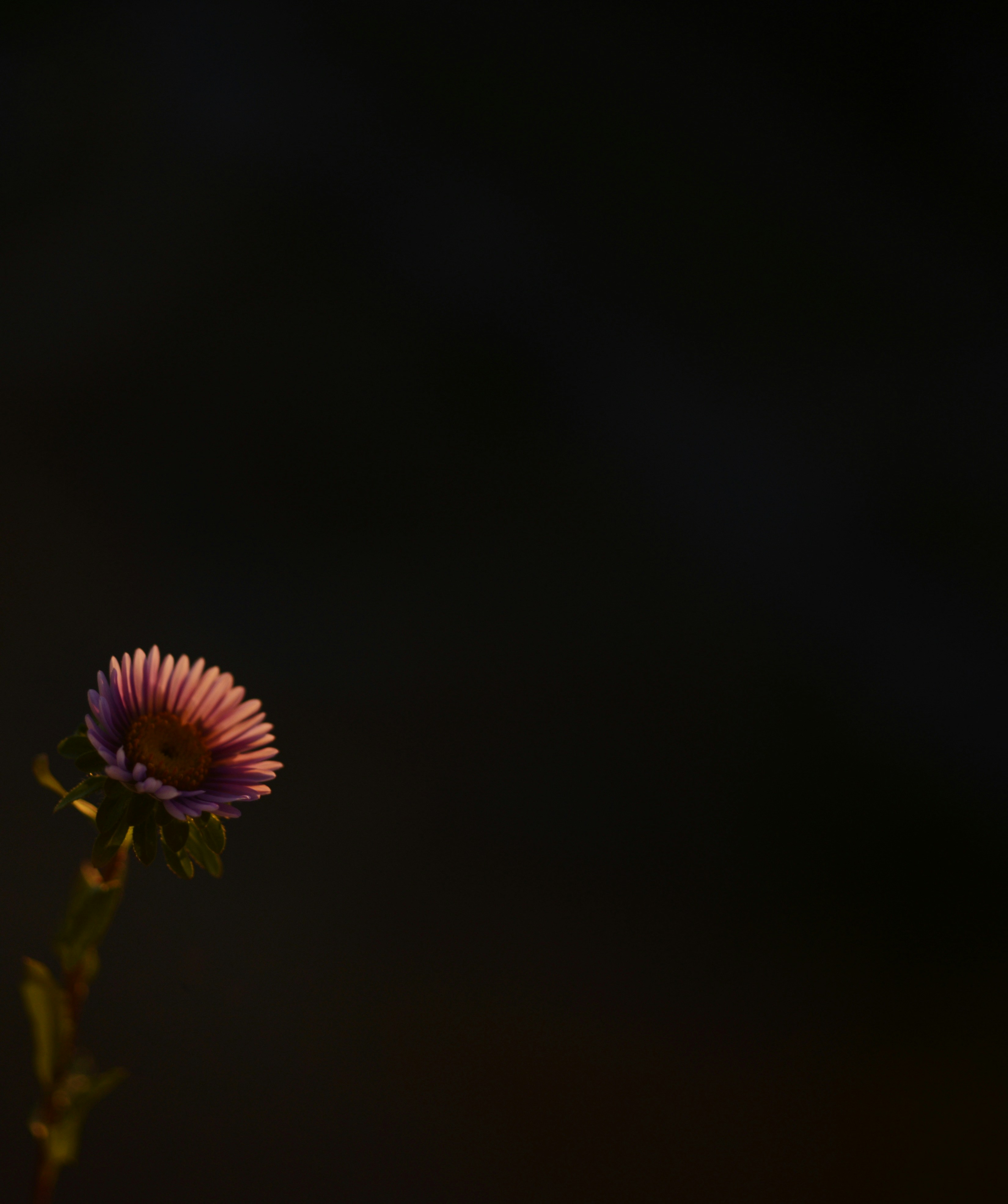 Whispers of Twilight: A Flower's Solitude