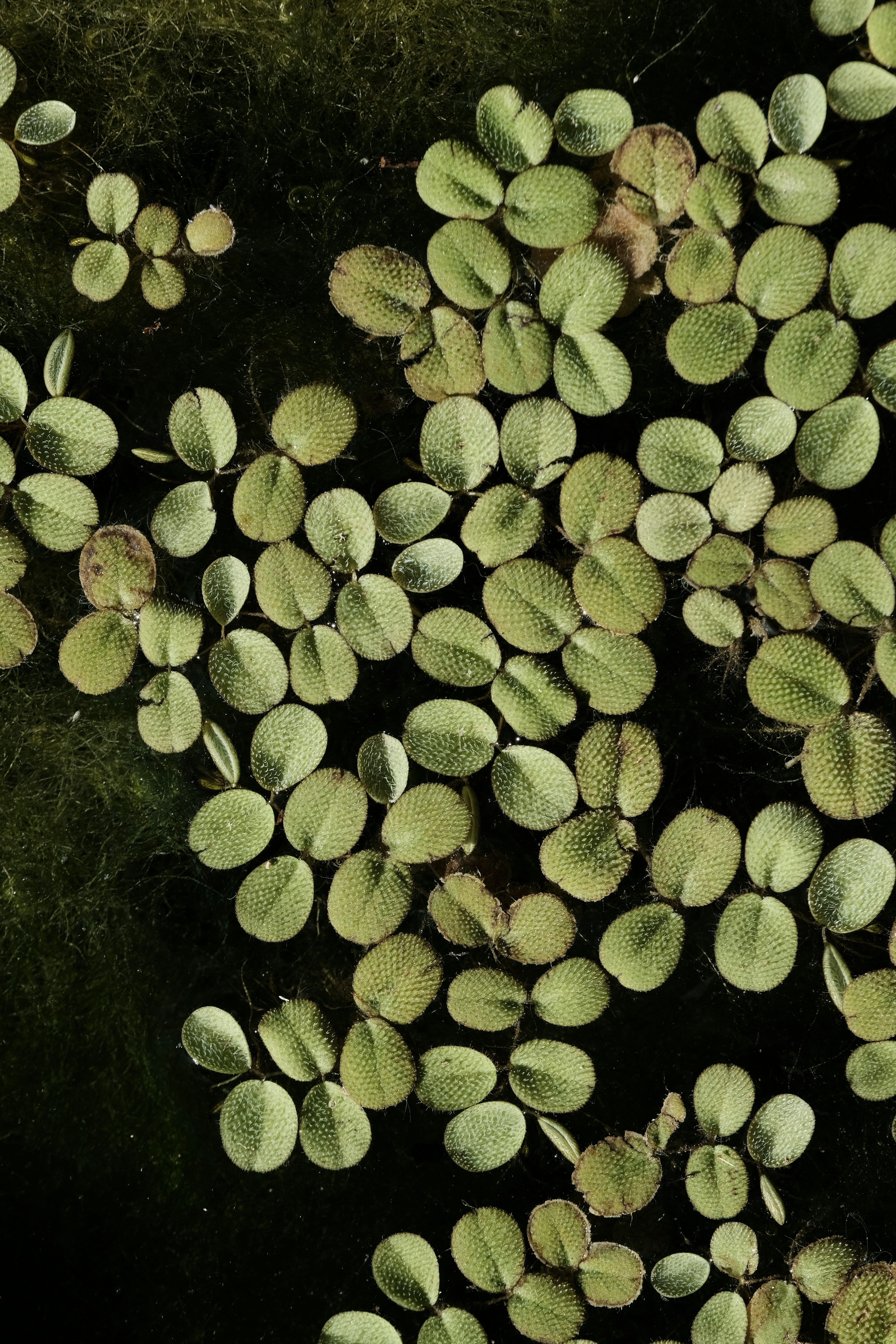 Overhead view of dense green water plants floating on a dark pond, showcasing intricate textures and natural circular patterns under soft natural light. | Green duckweed floating on dark water