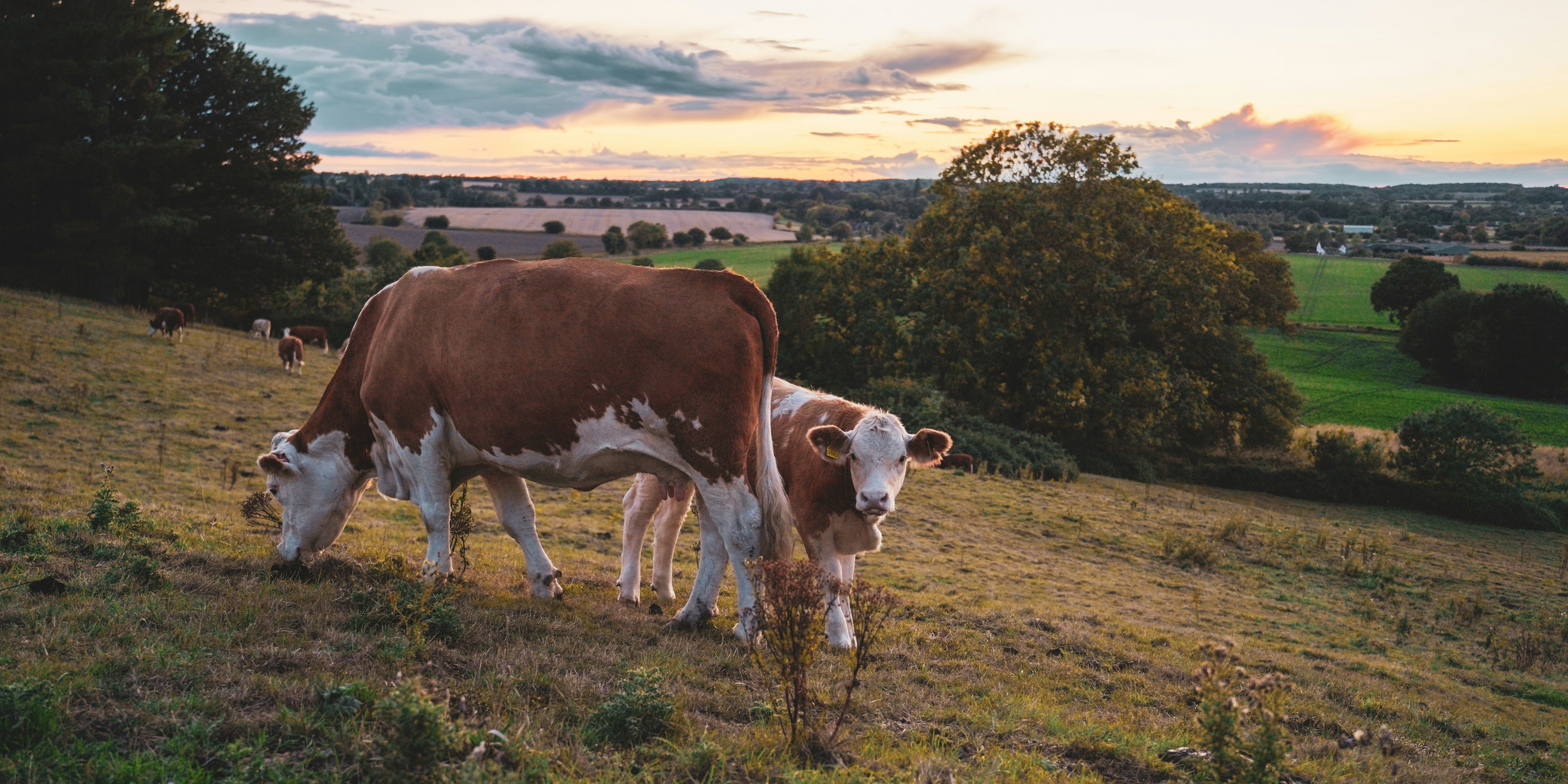 calf with mother in hillside field with sunset sky | Cows grazing in a field at sunset