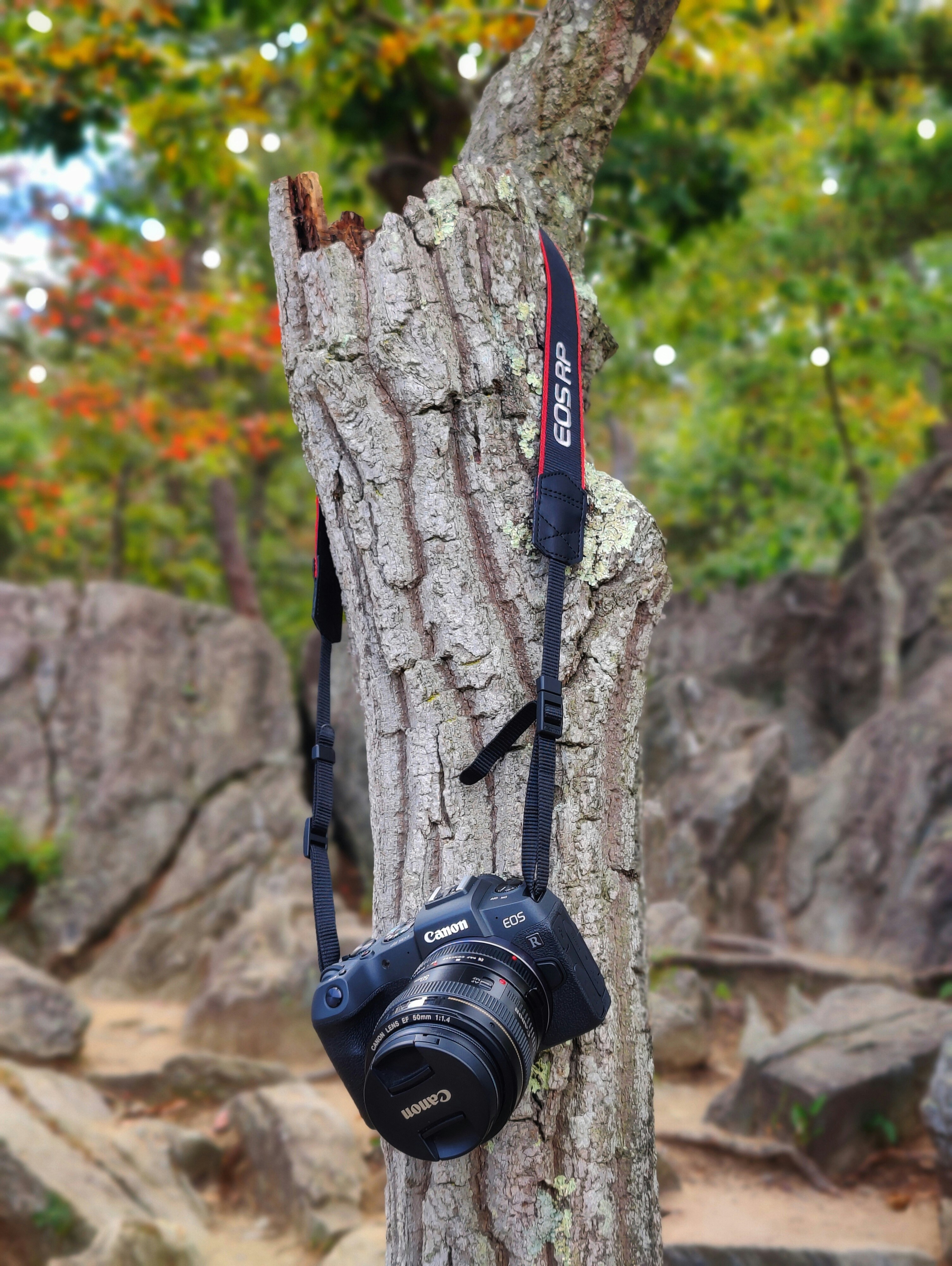 Camera hanging from a tree in autumn