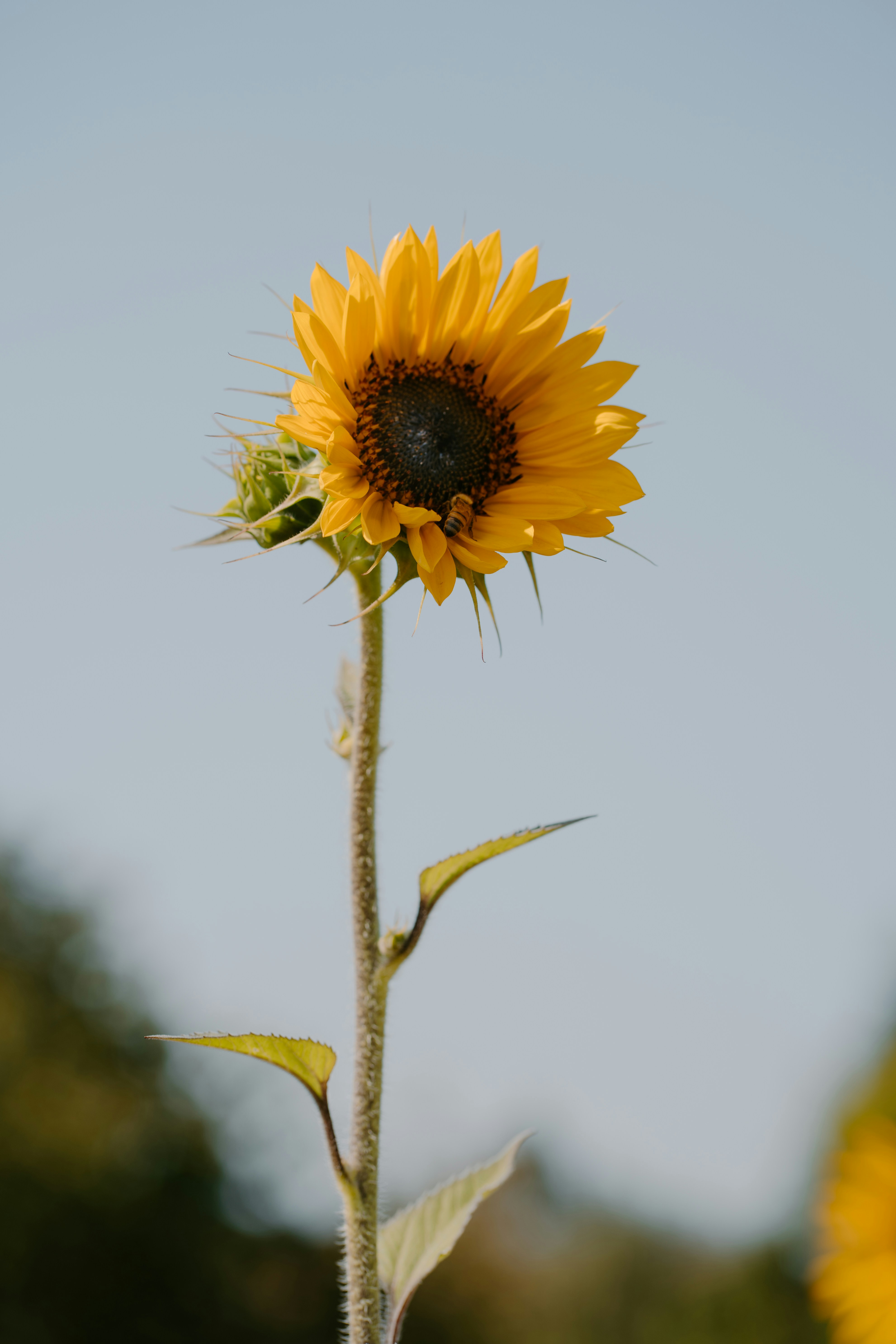 A single sunflower stands tall against a pale sky. photo – Free ...