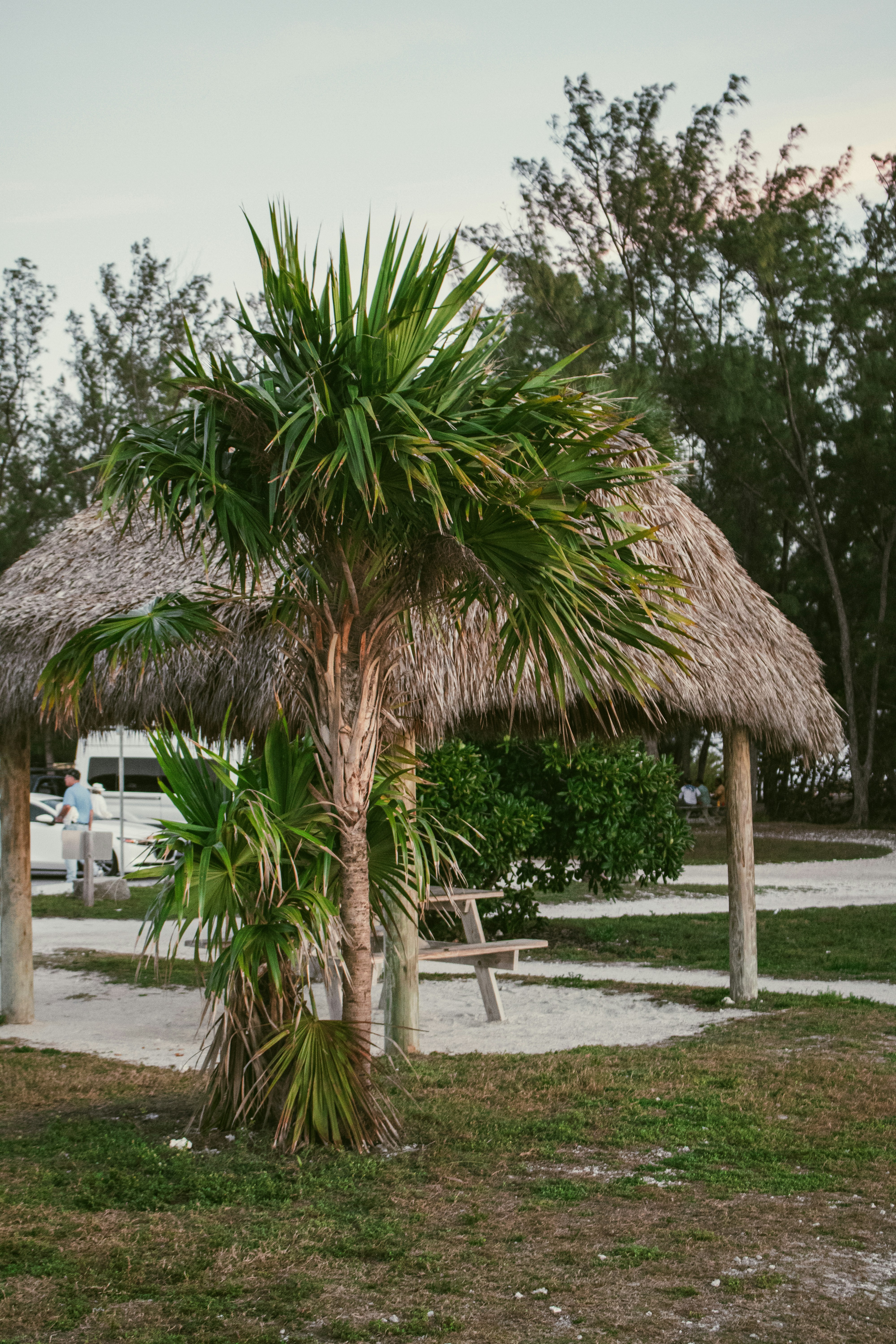 A shack with a picnic table in Key West Florida. | Thatched-roof shelter with palm trees and picnic table.