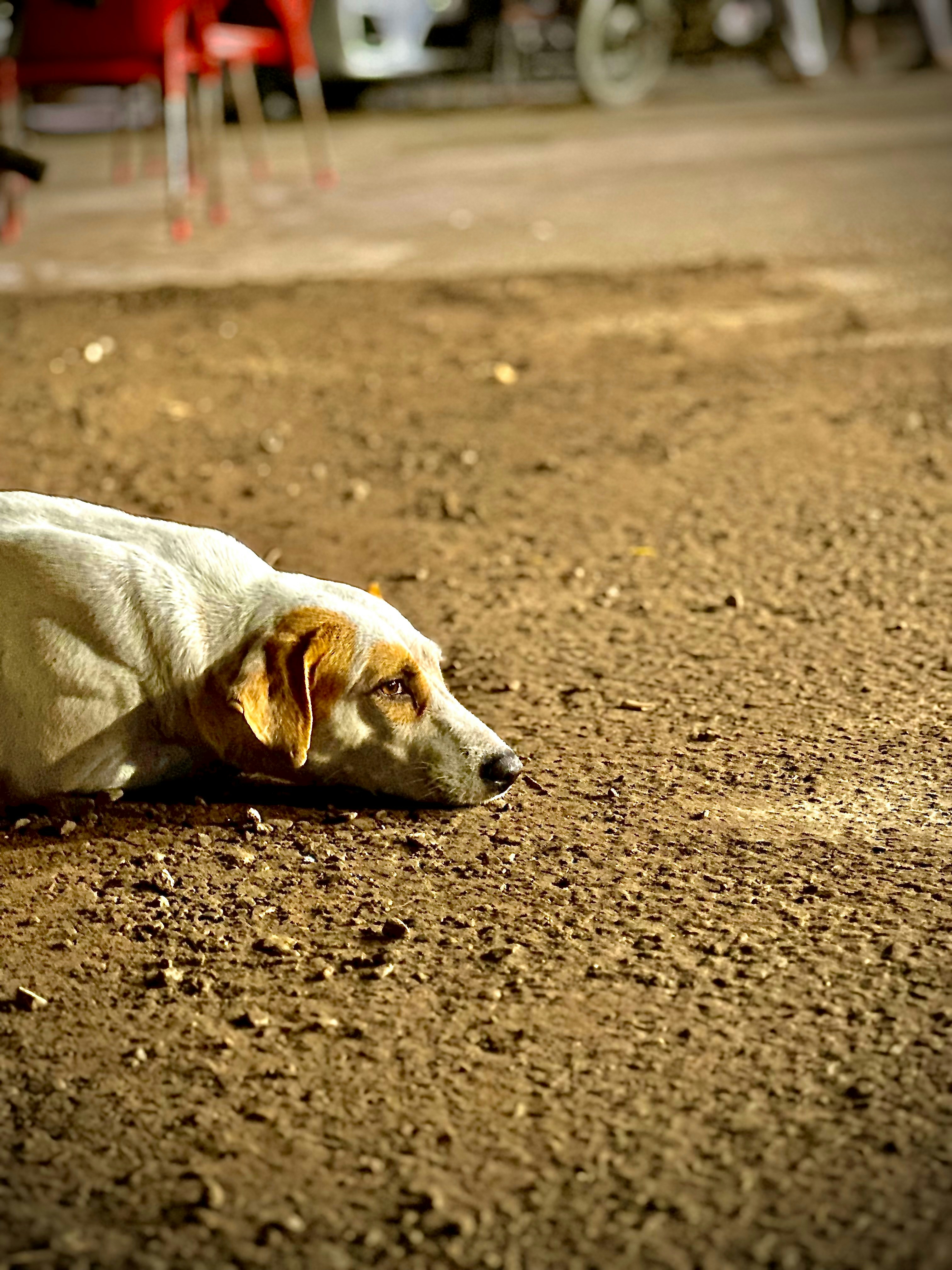A Moment of Stillness: The Watchful Canine