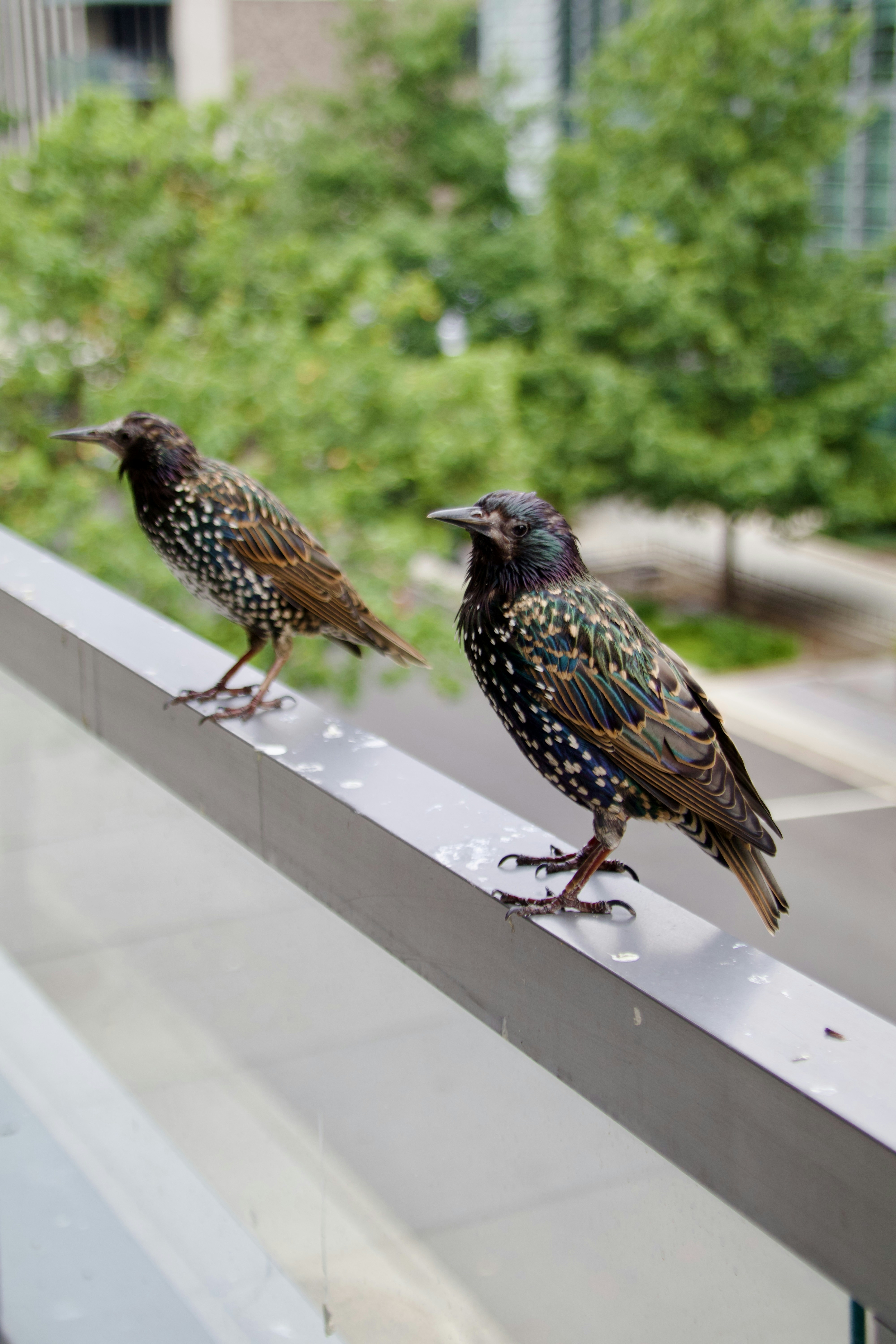 Two Stellar Starlings Perched Along a Rain-Slick Railing