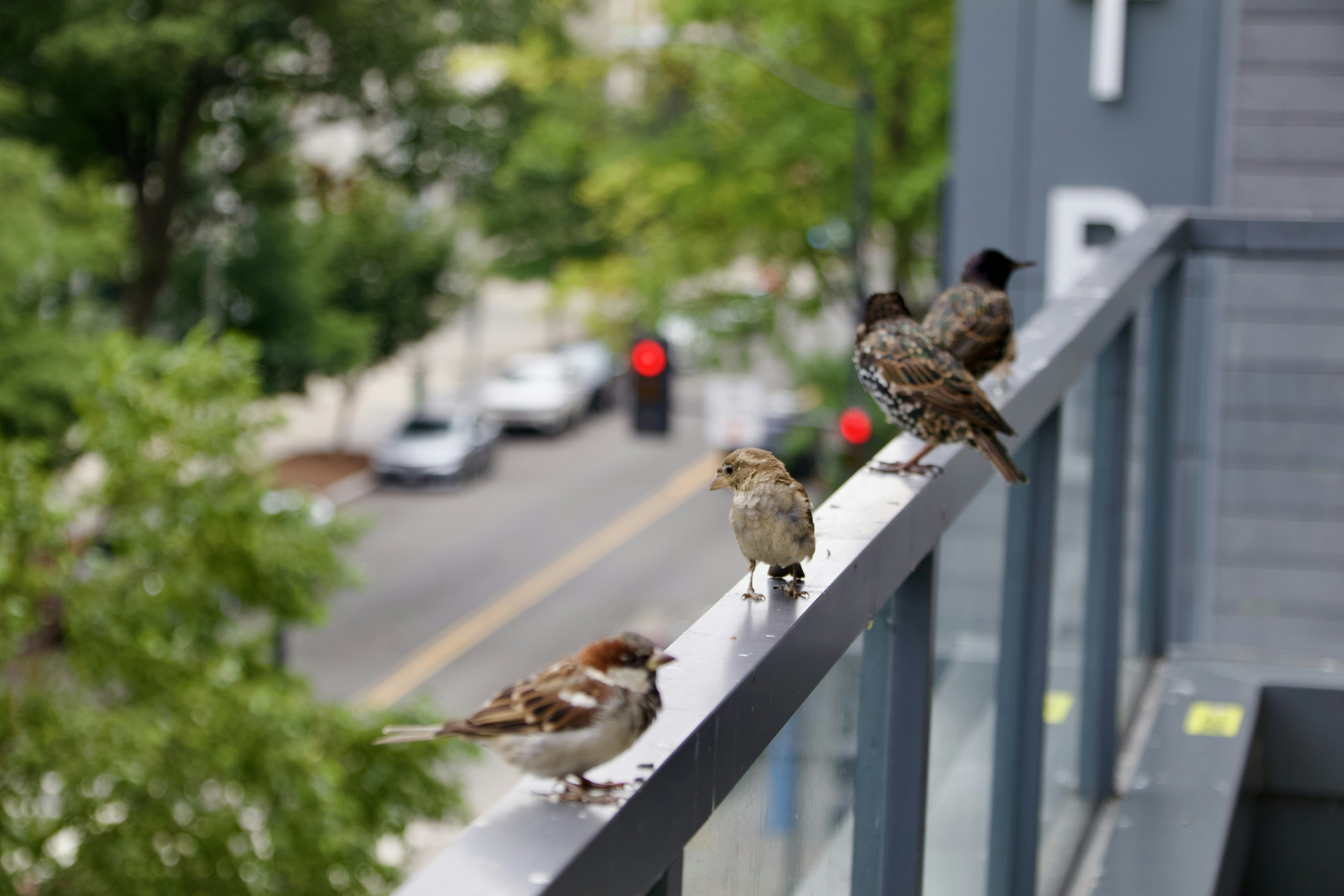 City Balcony Trio: Sparrows Perched on a Narrow Rail Over a Blurred Street