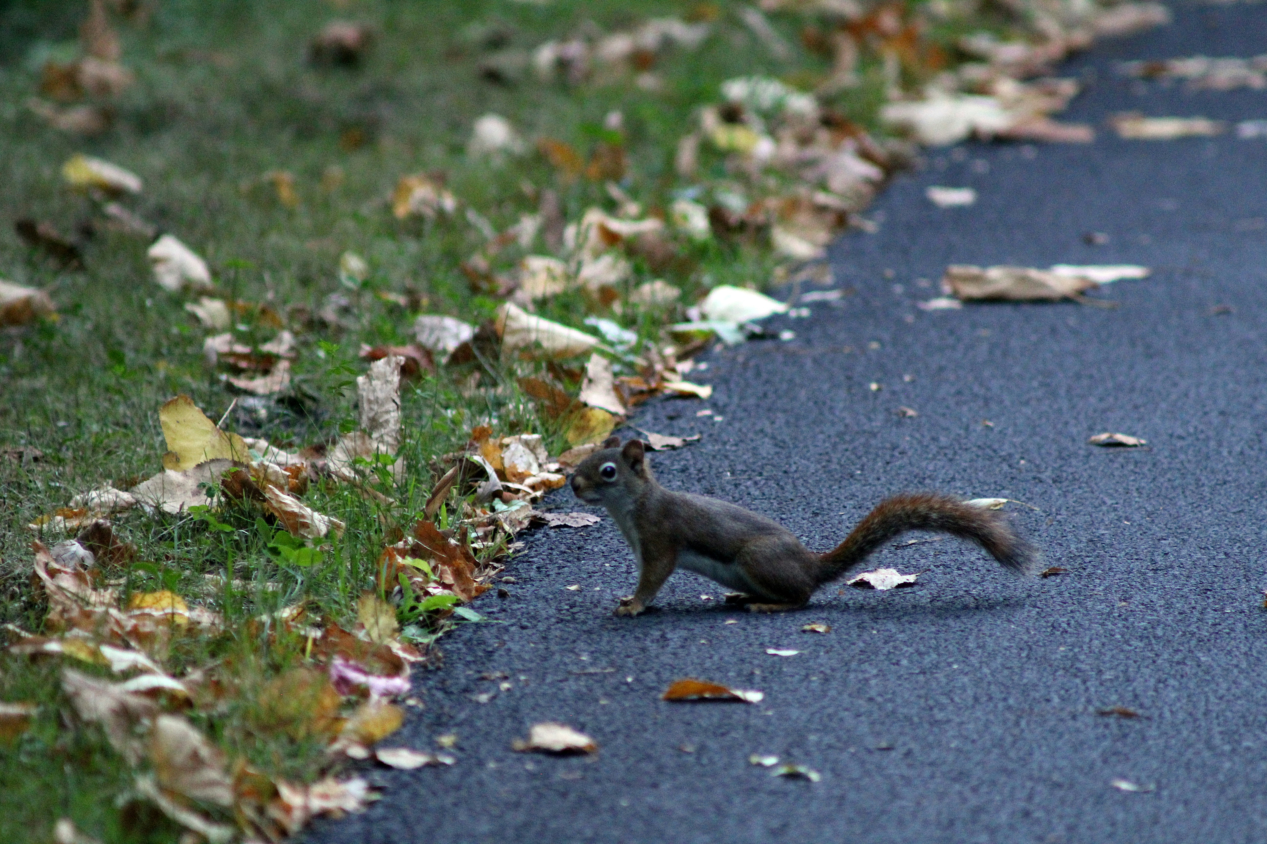 Squirrel Pause on a Leaf-Strewn Path