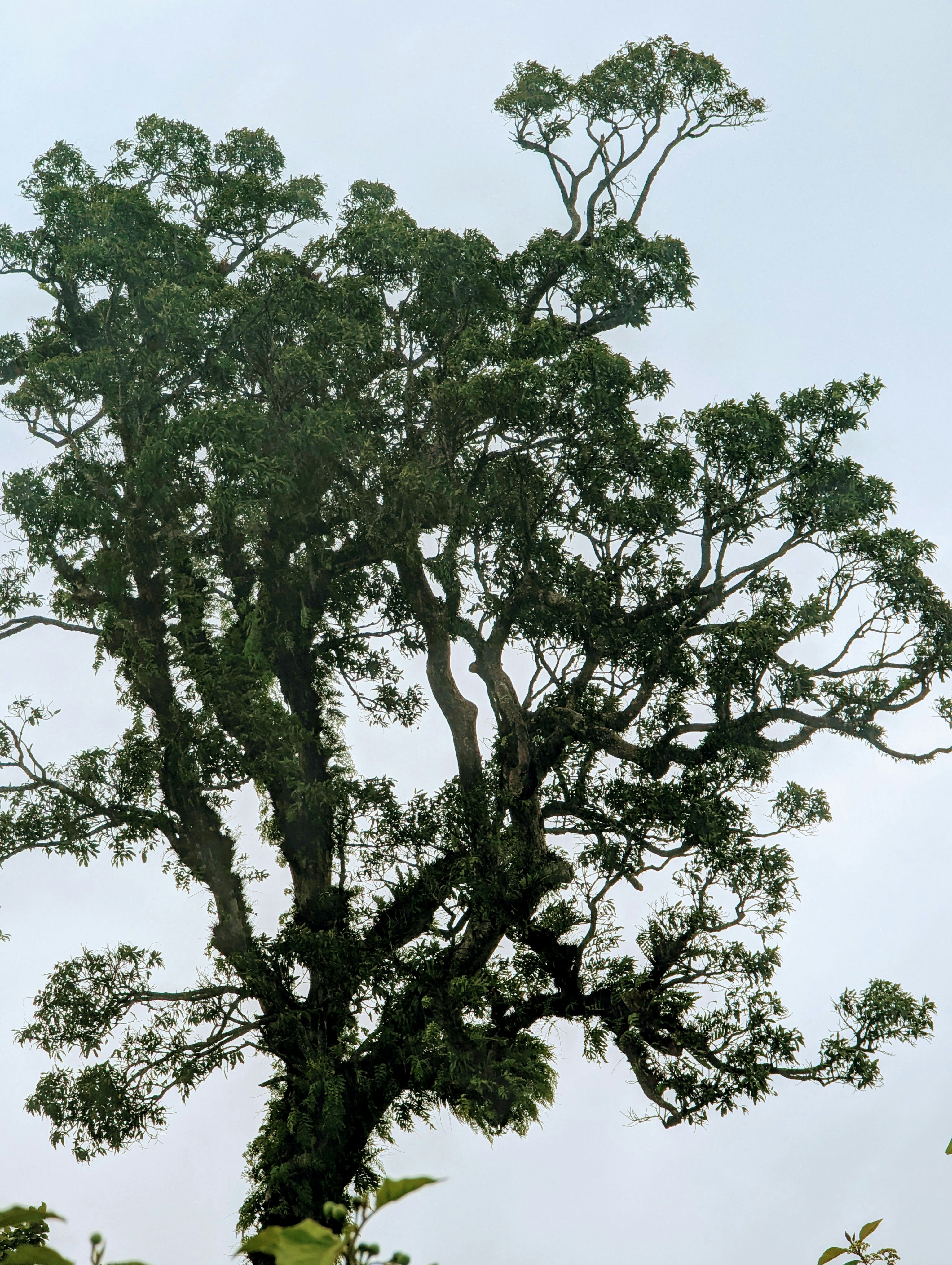 The Resilient Canopy: Nature's Architectural Marvel