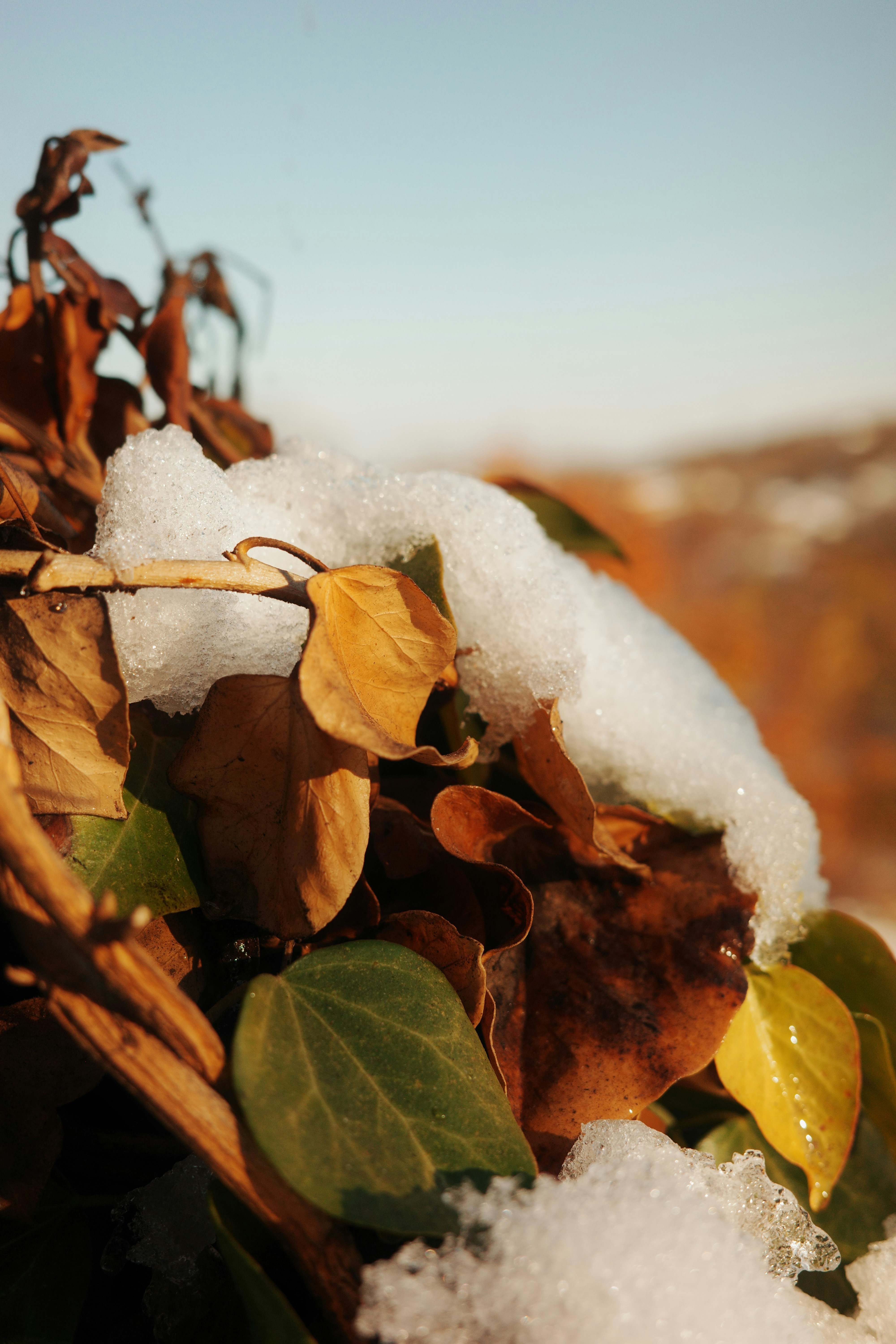 Snow-kissed Ivy: Close-Up of Frost on Autumn Leaves