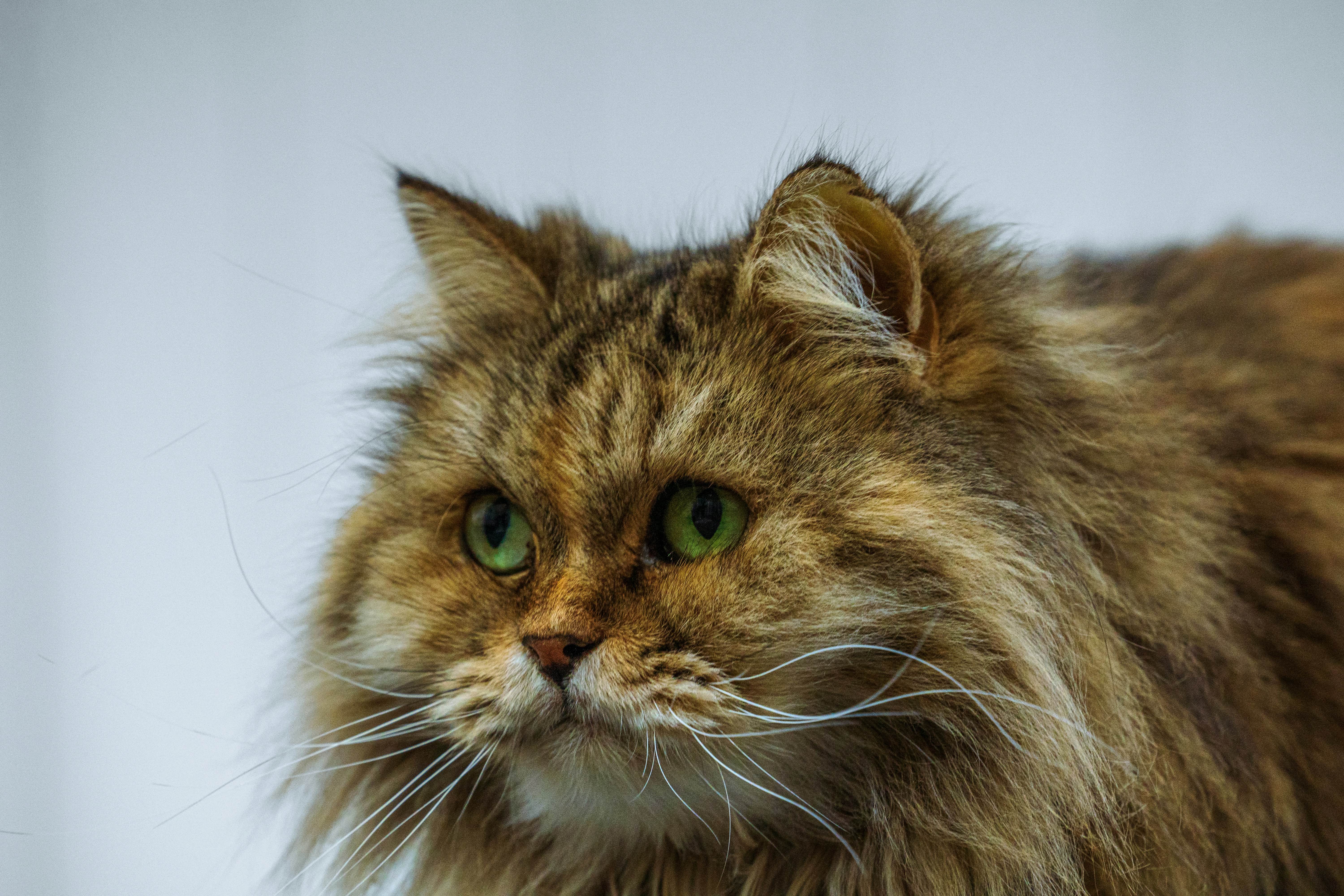 A fluffy brown cat with green eyes looks intently.