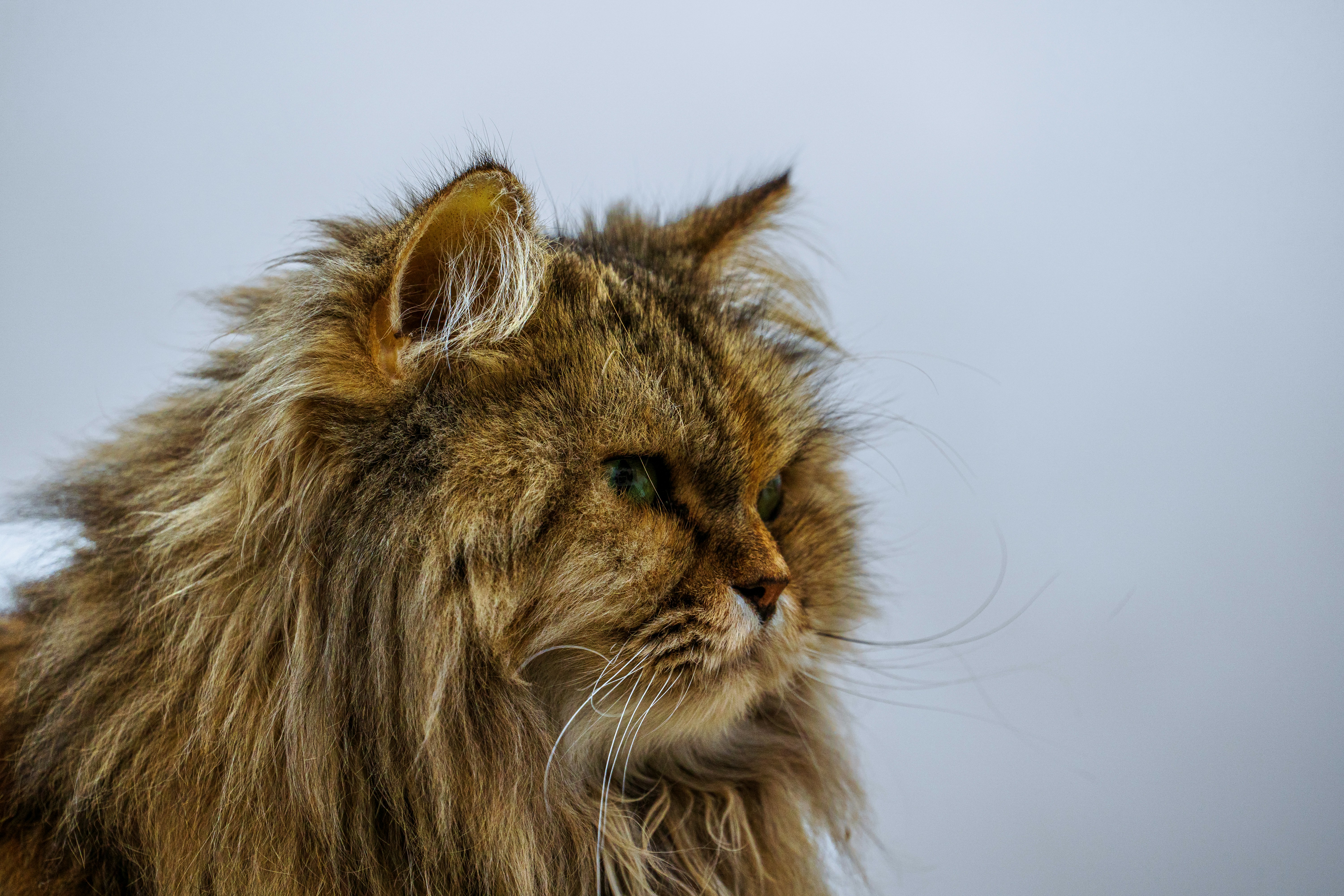 Majestic Whiskers: The Regal Feline