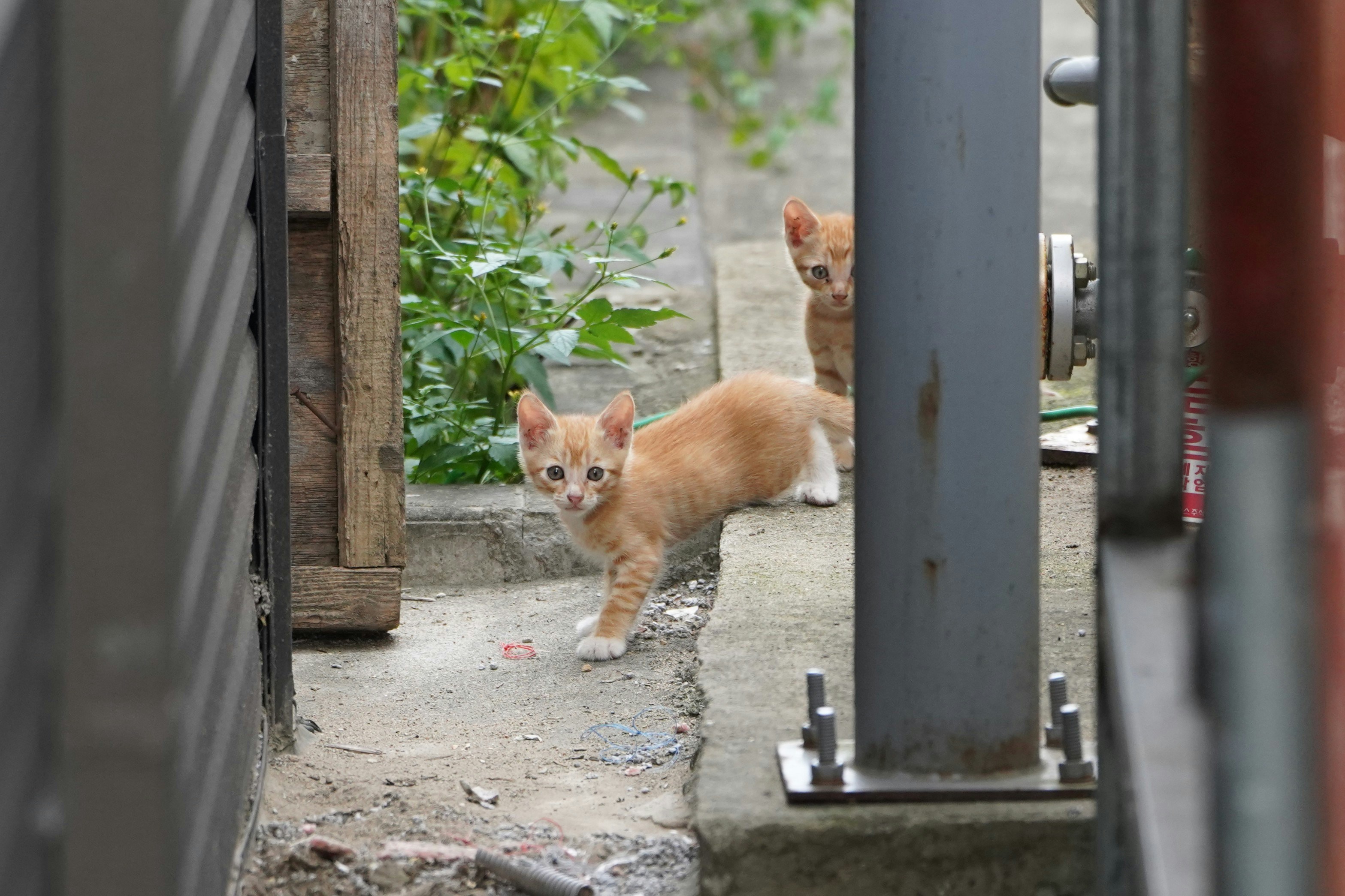 Two ginger kittens explore an outdoor alleyway.