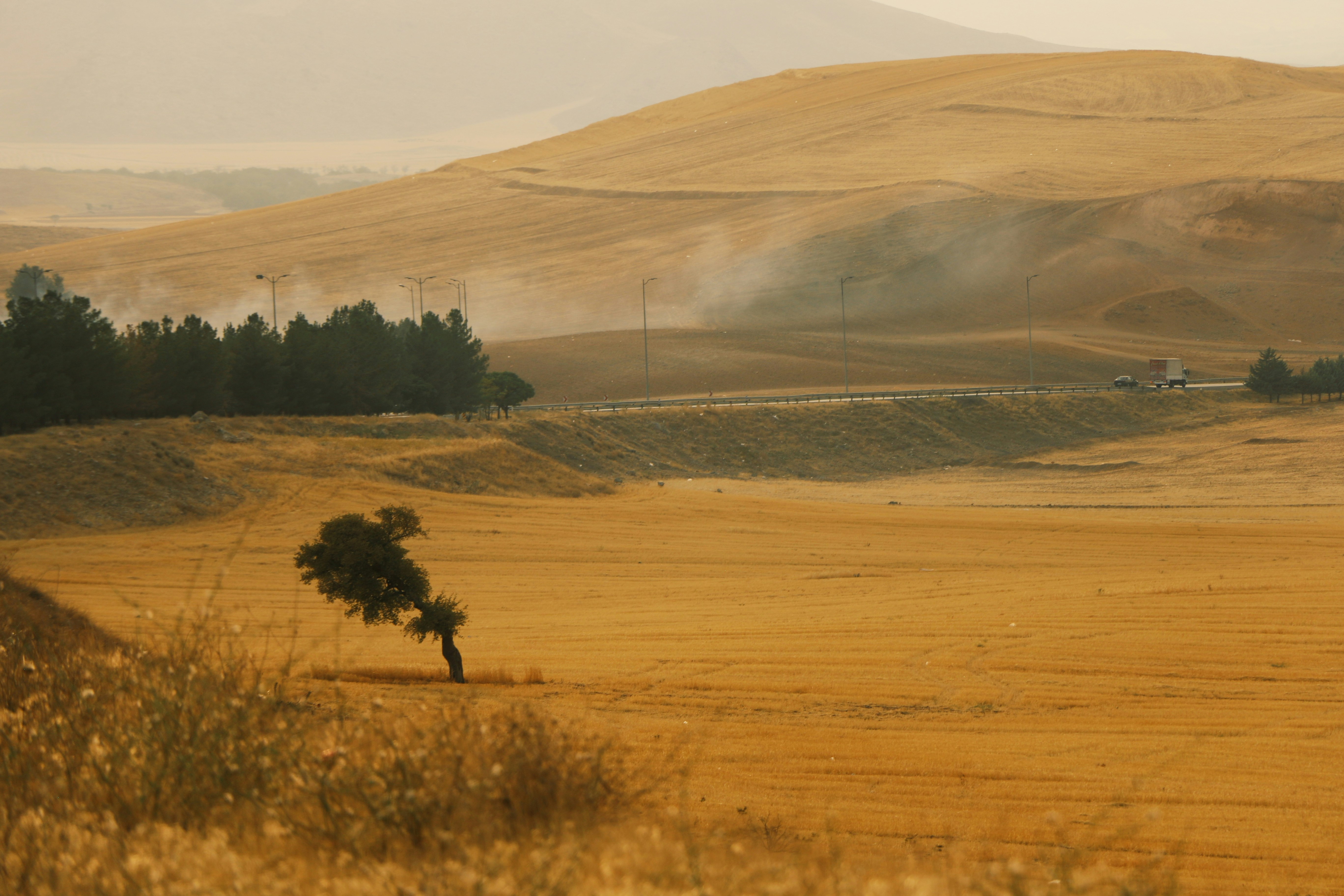 Whispers of the Golden Landscape