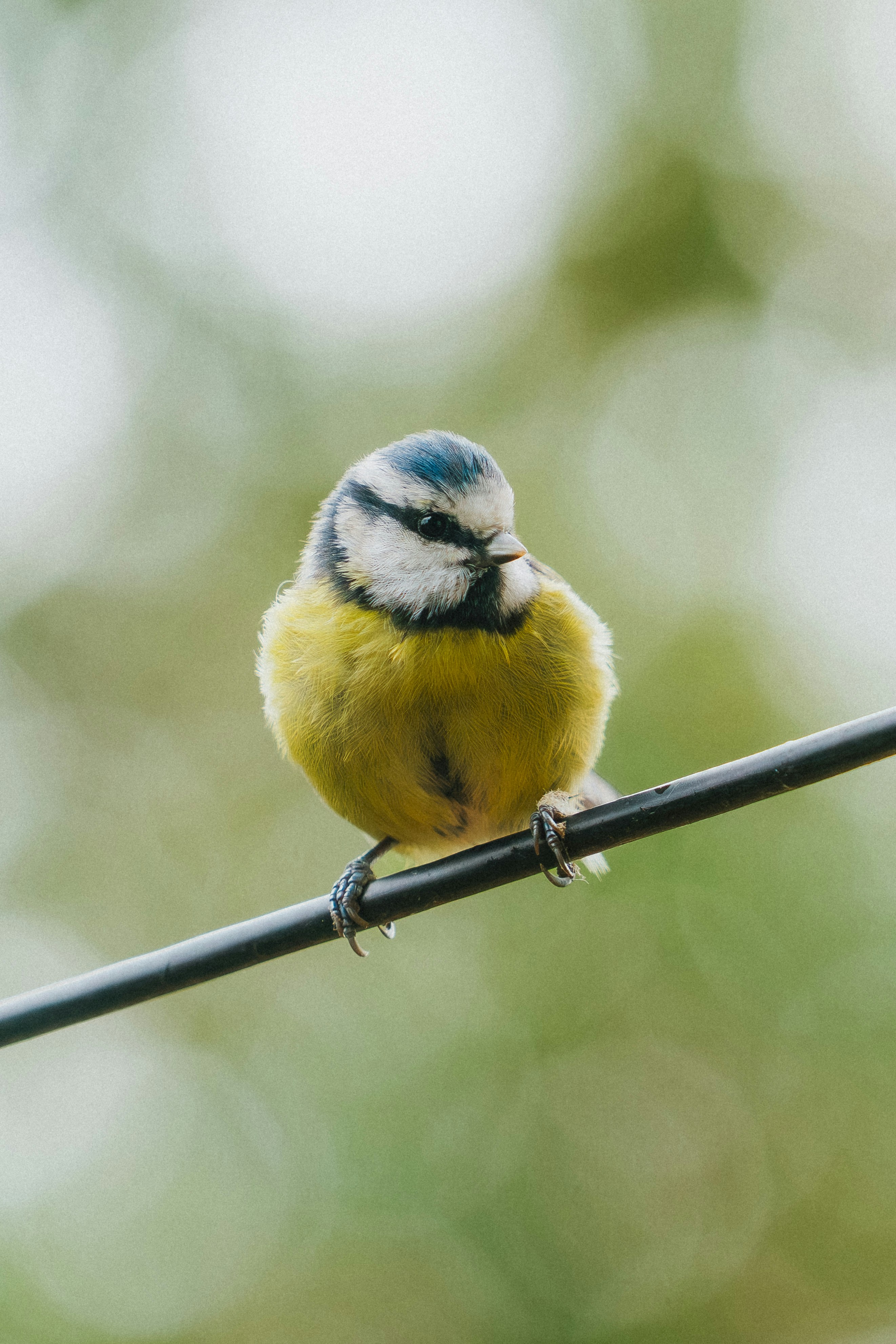 A small blue tit bird perched on a wire.