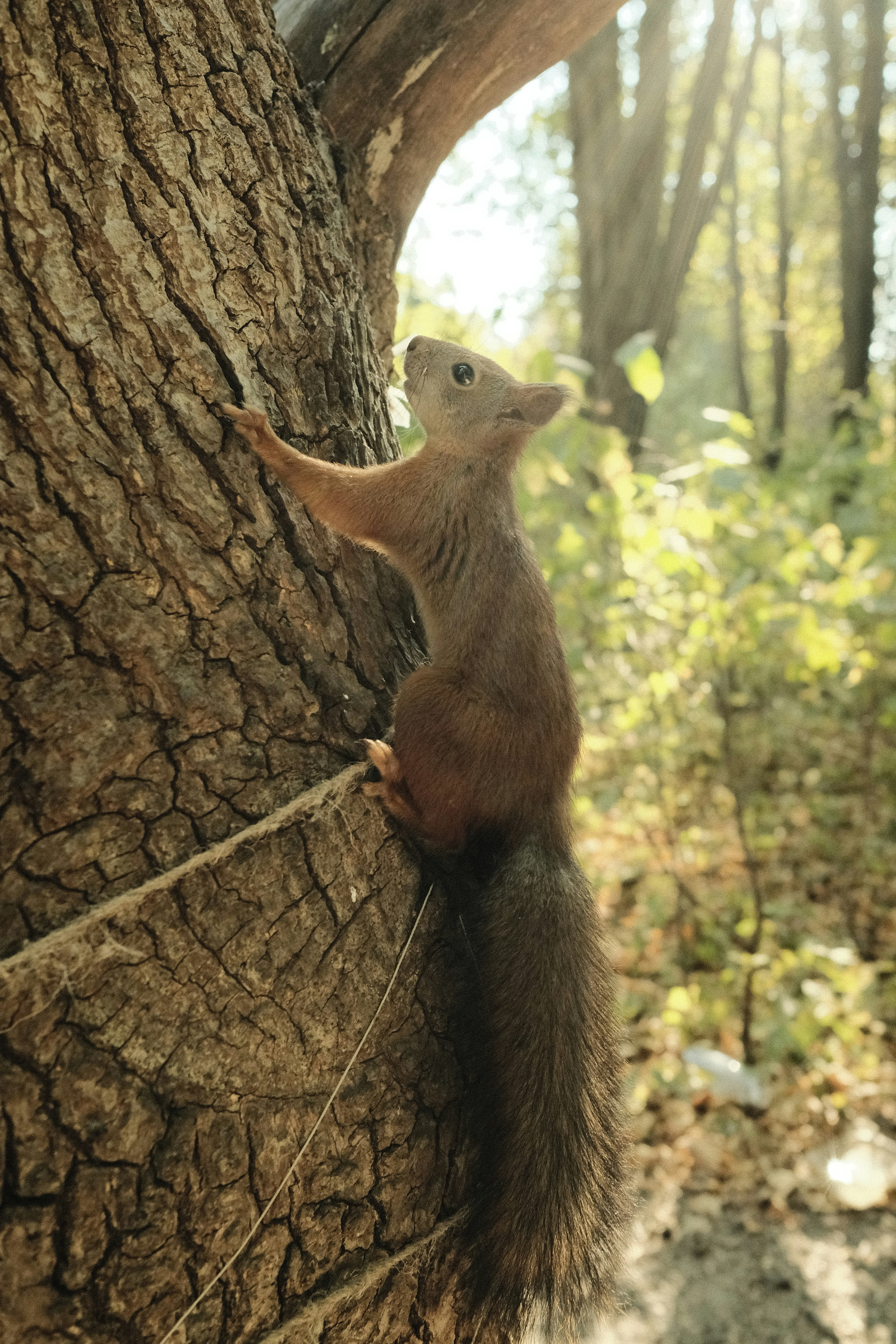 Little funky creature