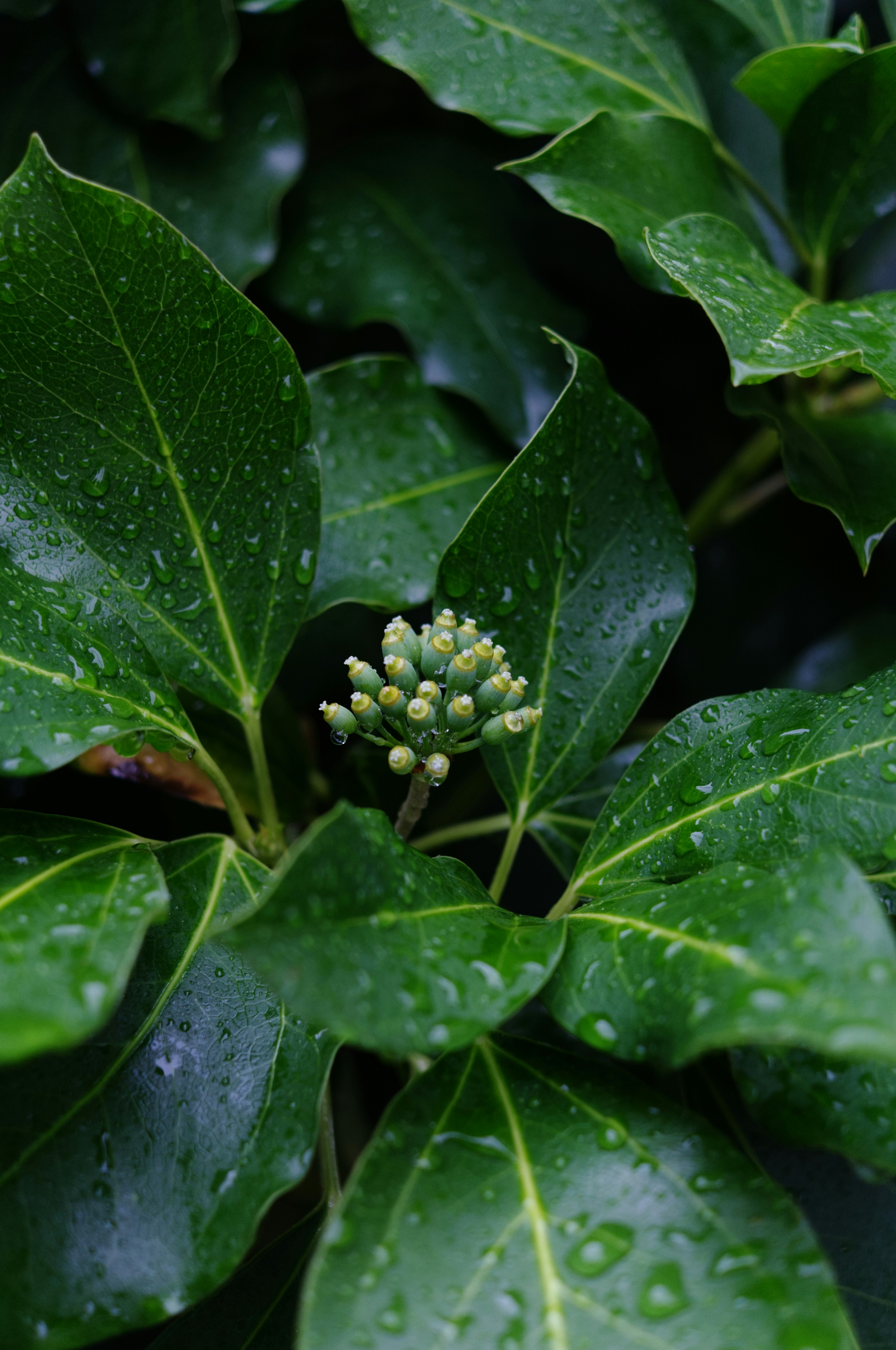 Emerging Life Amongst Lush Greenery