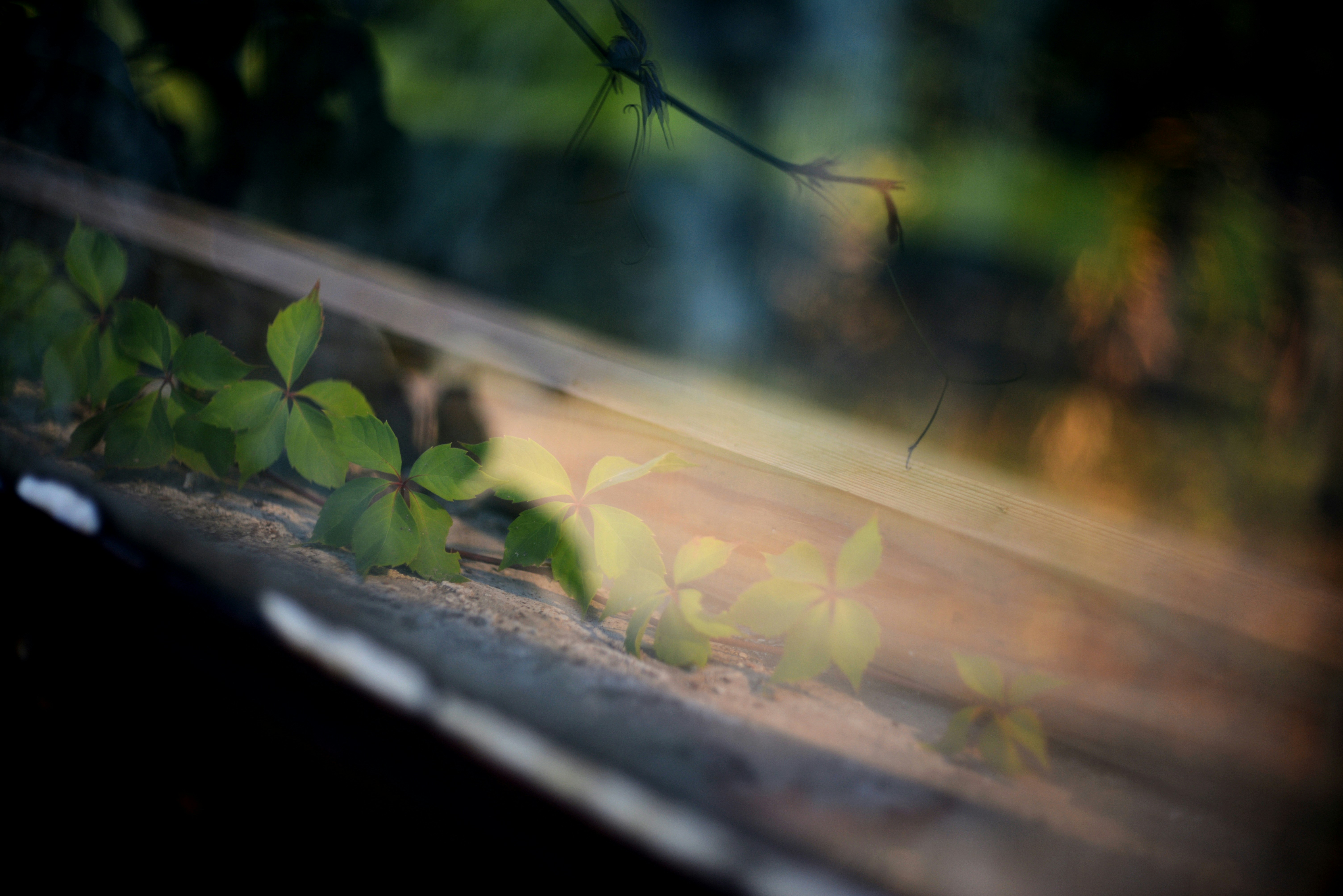 Whispers of Nature Through Glass