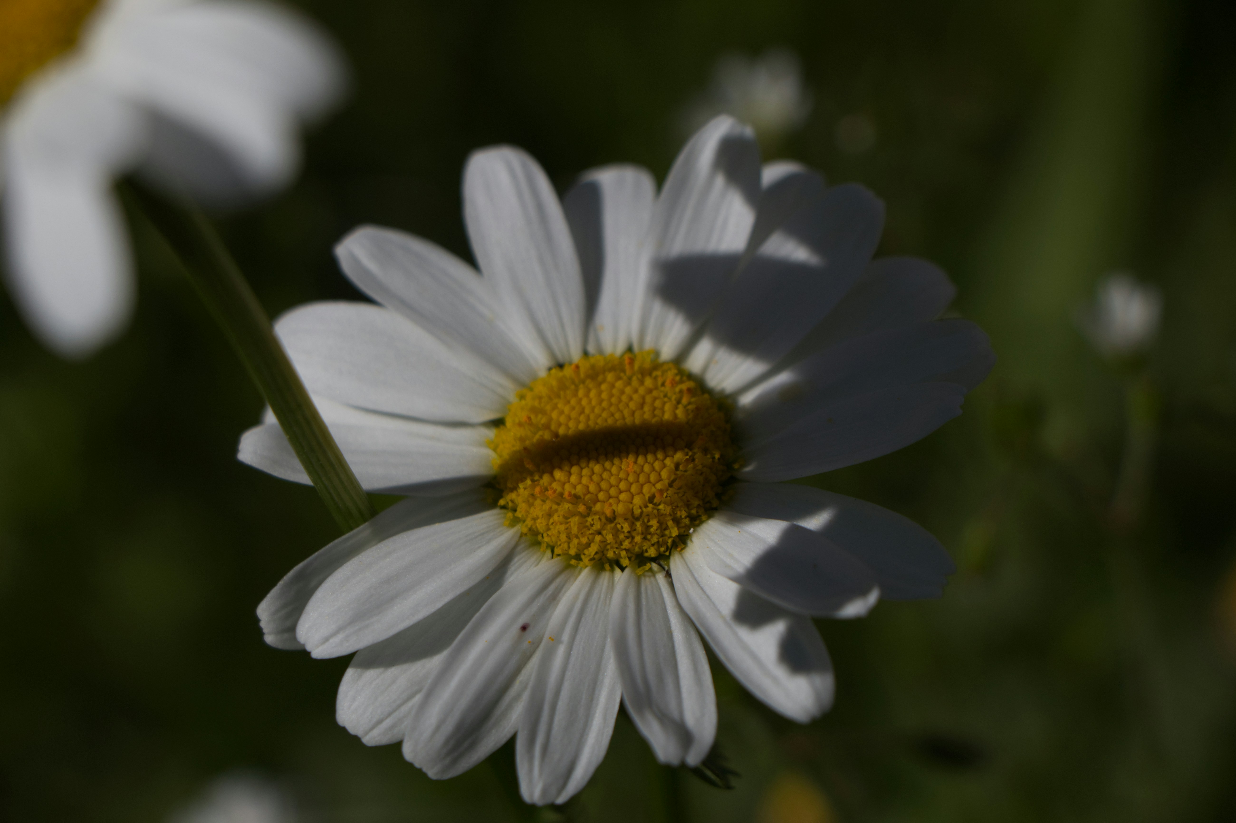 Close-up of a white daisy with a yellow center.