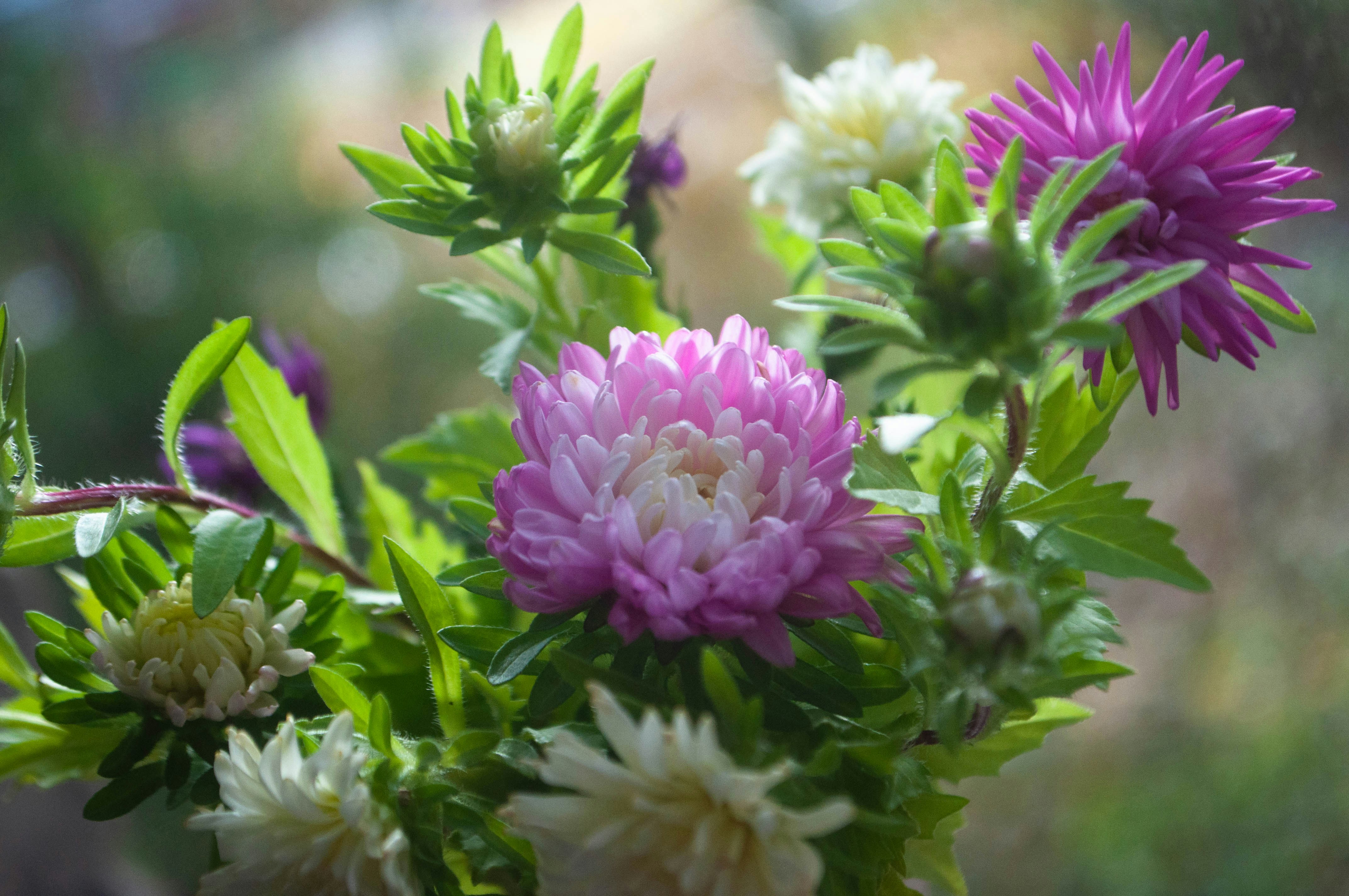 A bouquet of blooming pink and white aster flowers on a sunny day | A bouquet of pink and white asters with green leaves.