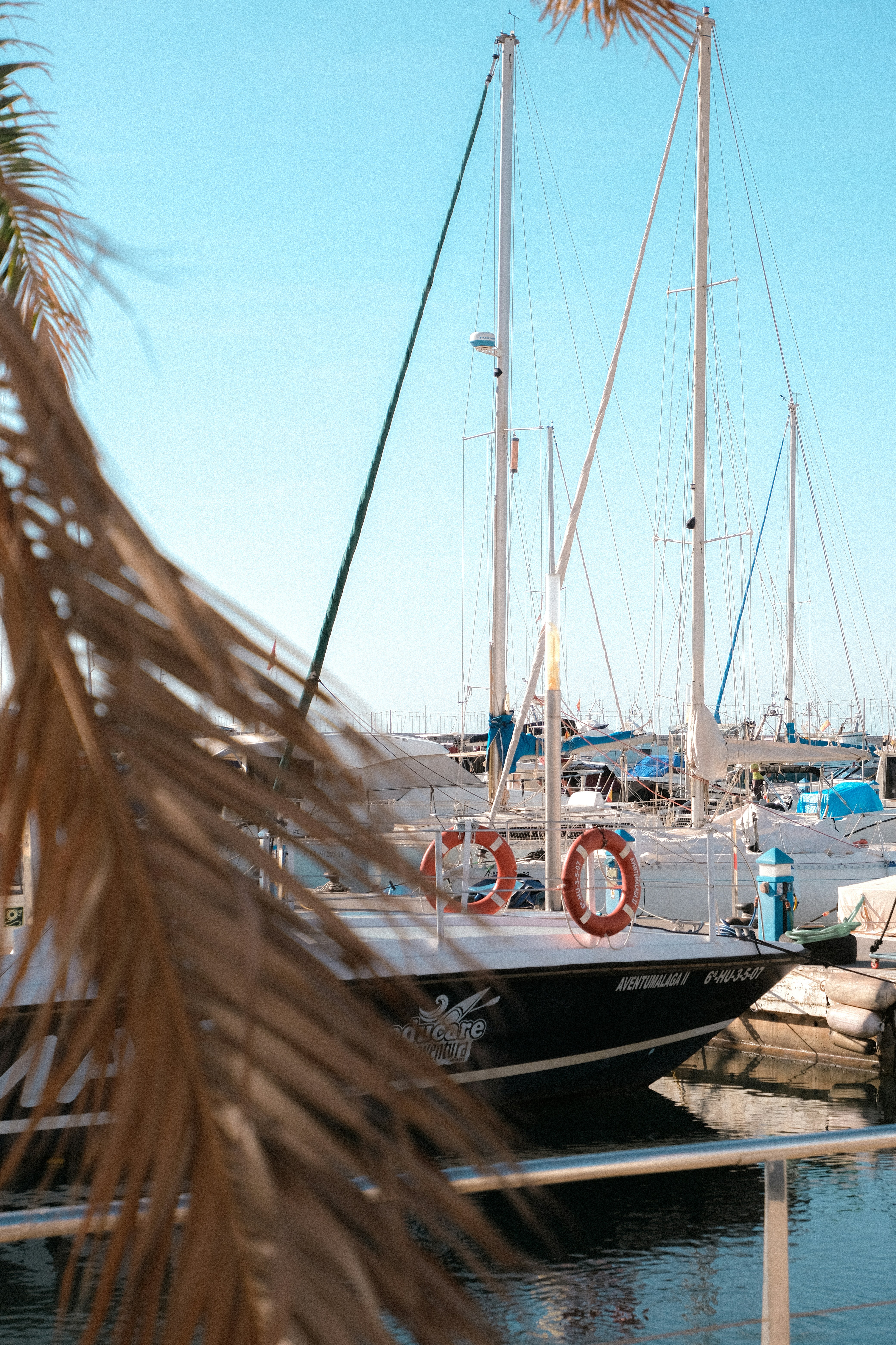 Harbor Serenity: A Glimpse Through Palm Fronds