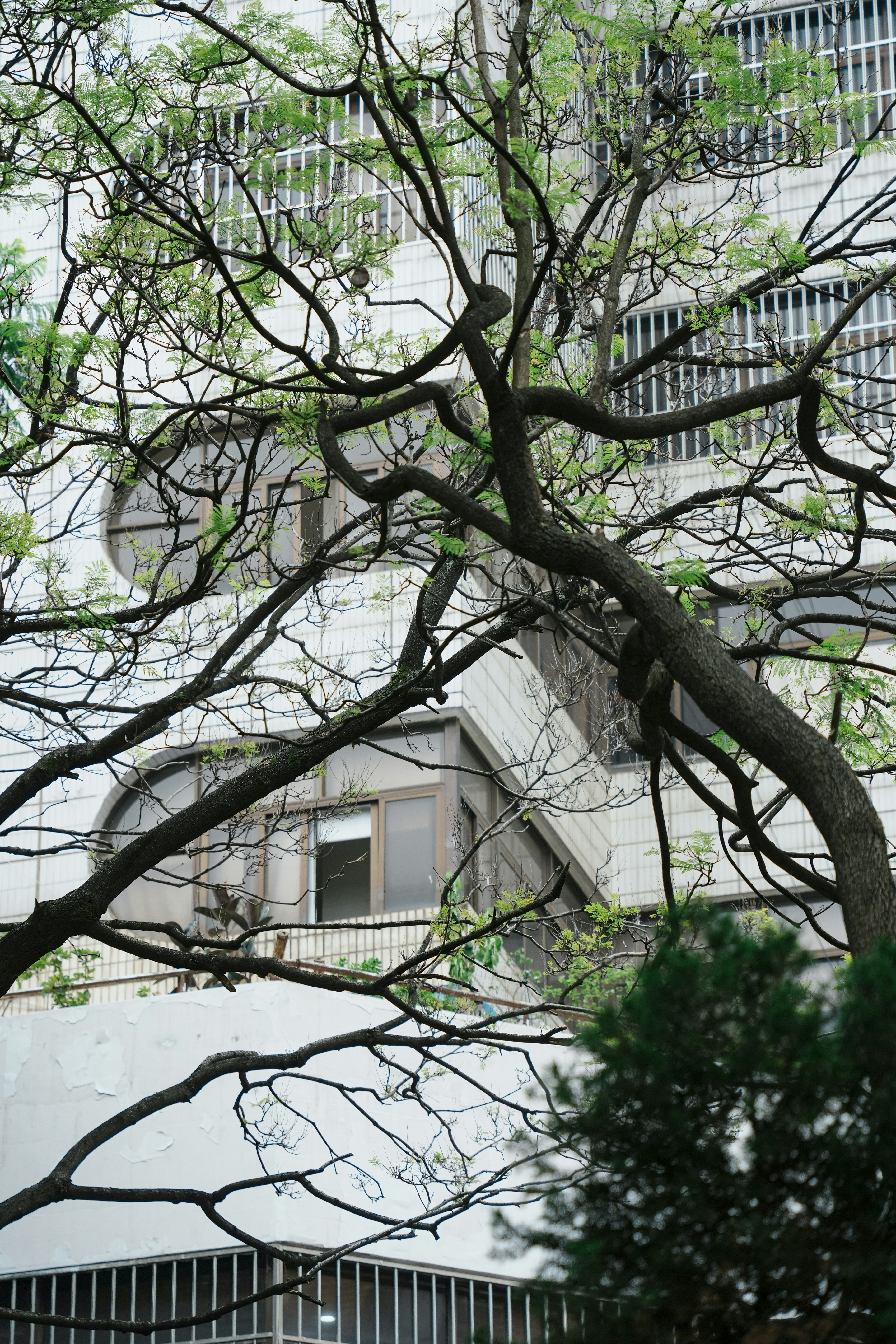 Bare tree branches in front of a modern building.