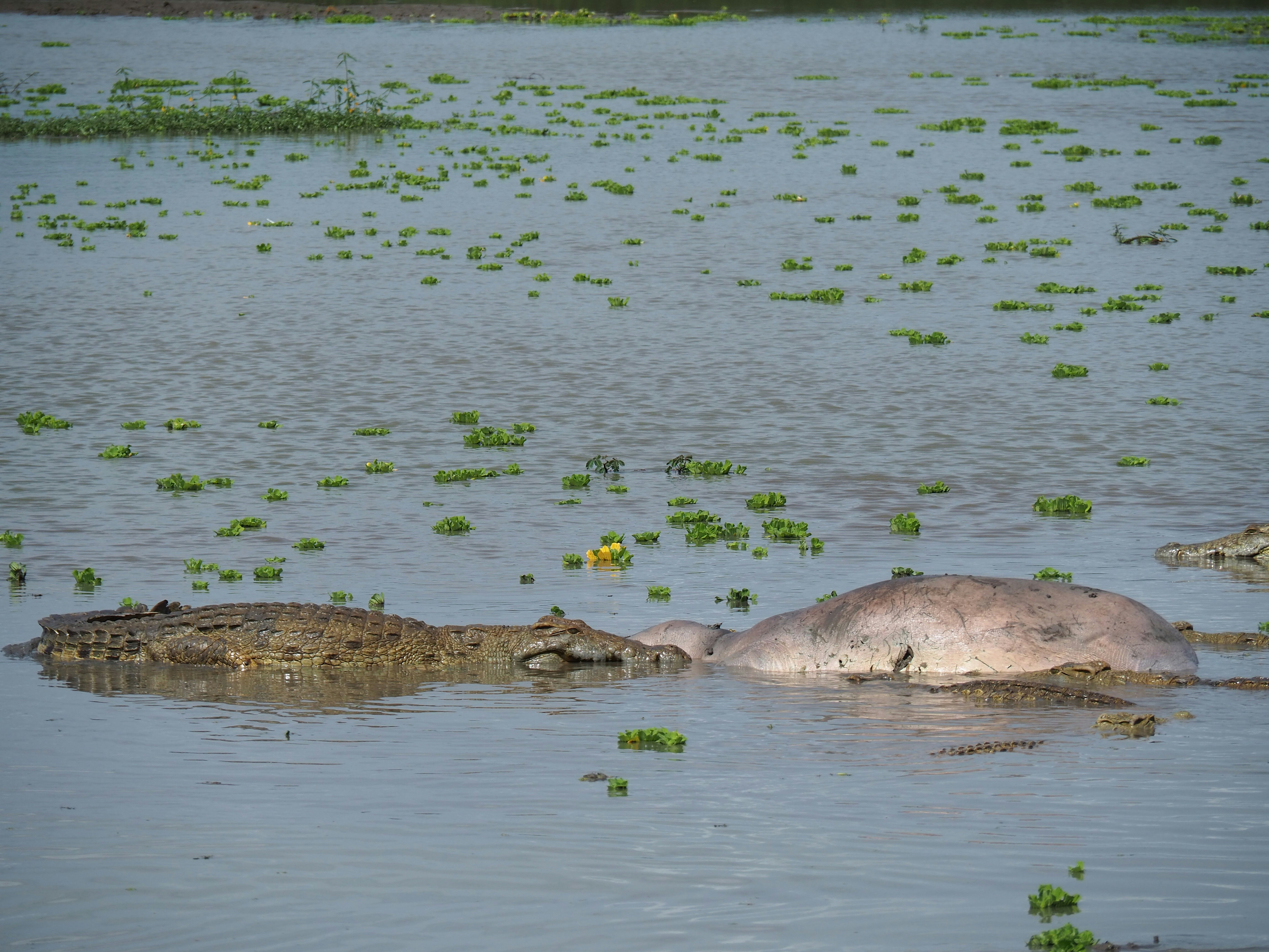 Some crocodiles eating the body of a dead hippo. | Crocodile eating a dead hippopotamus in water