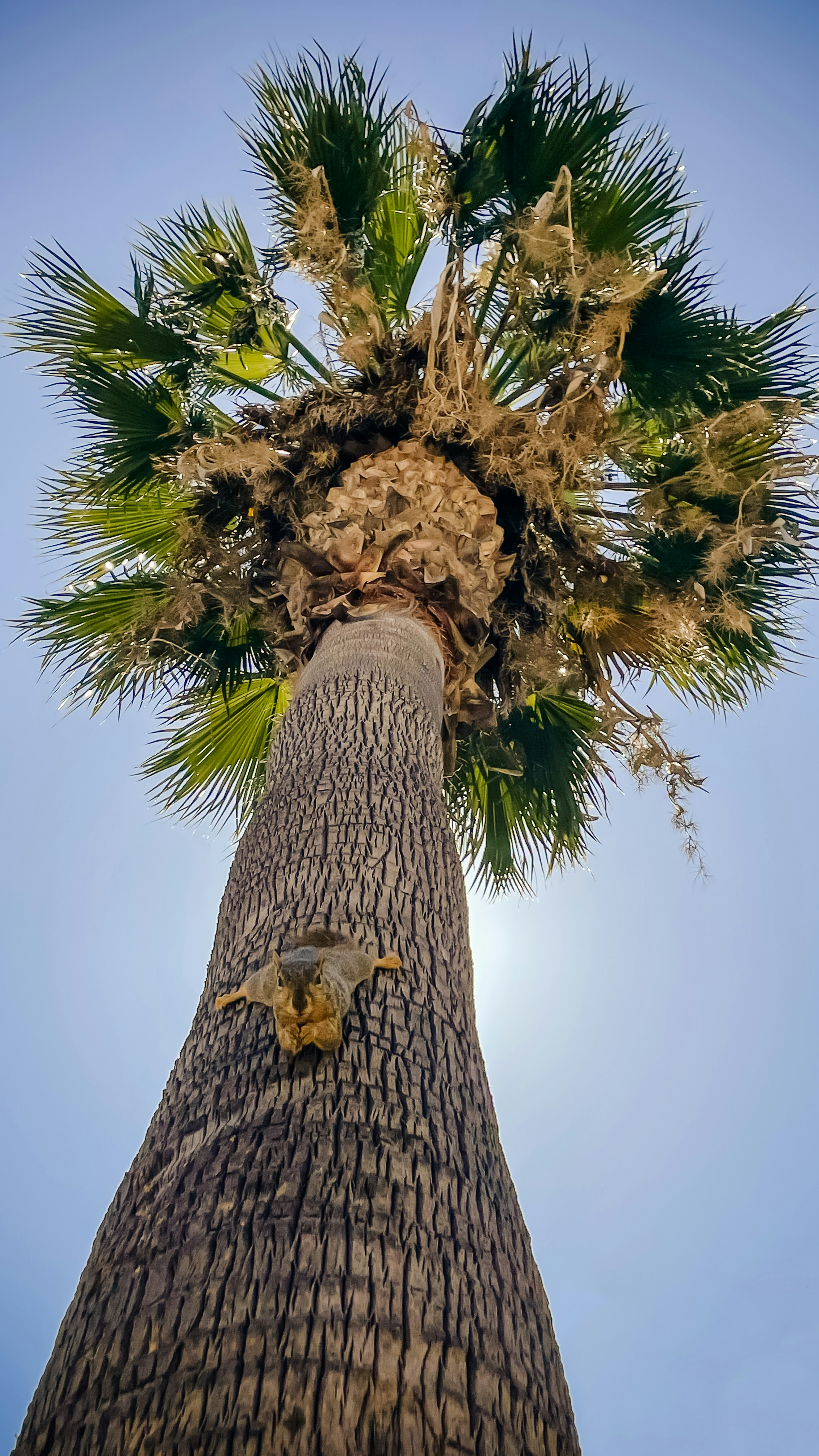 A squirrel climbs up a tall palm tree