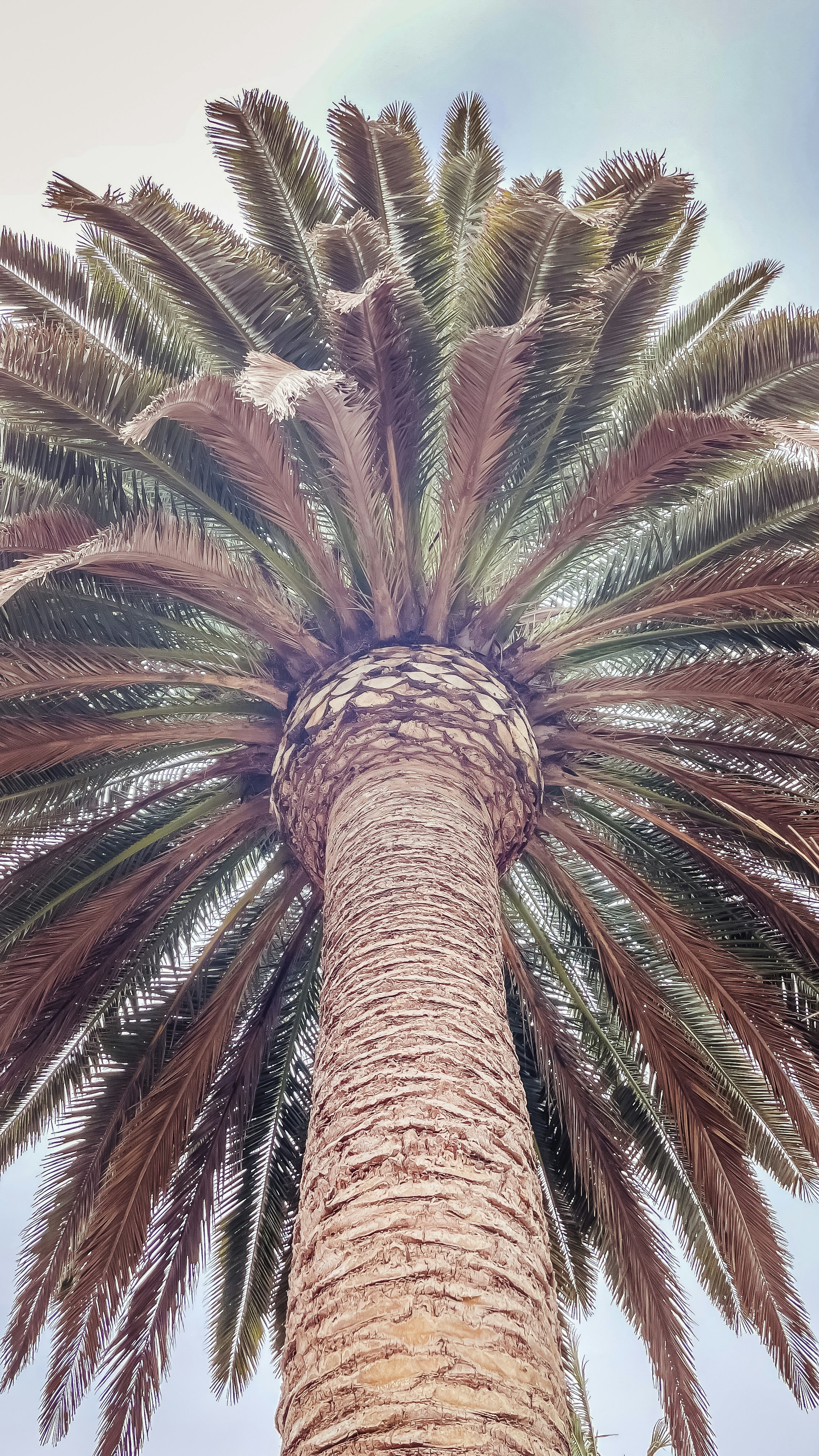Reaching for the Skies: A Palm's Perspective