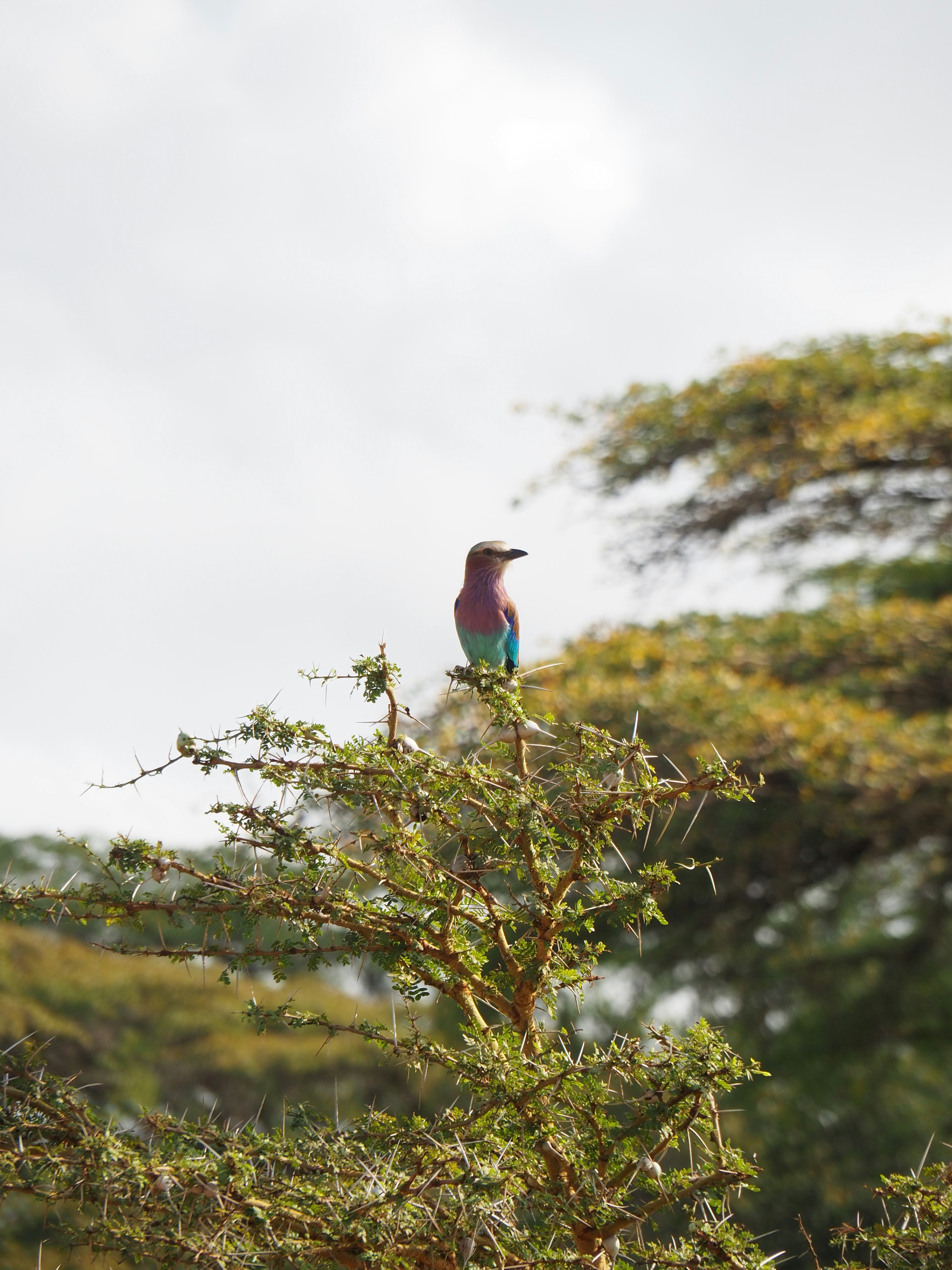A colorful bird perched on a thorny tree branch.