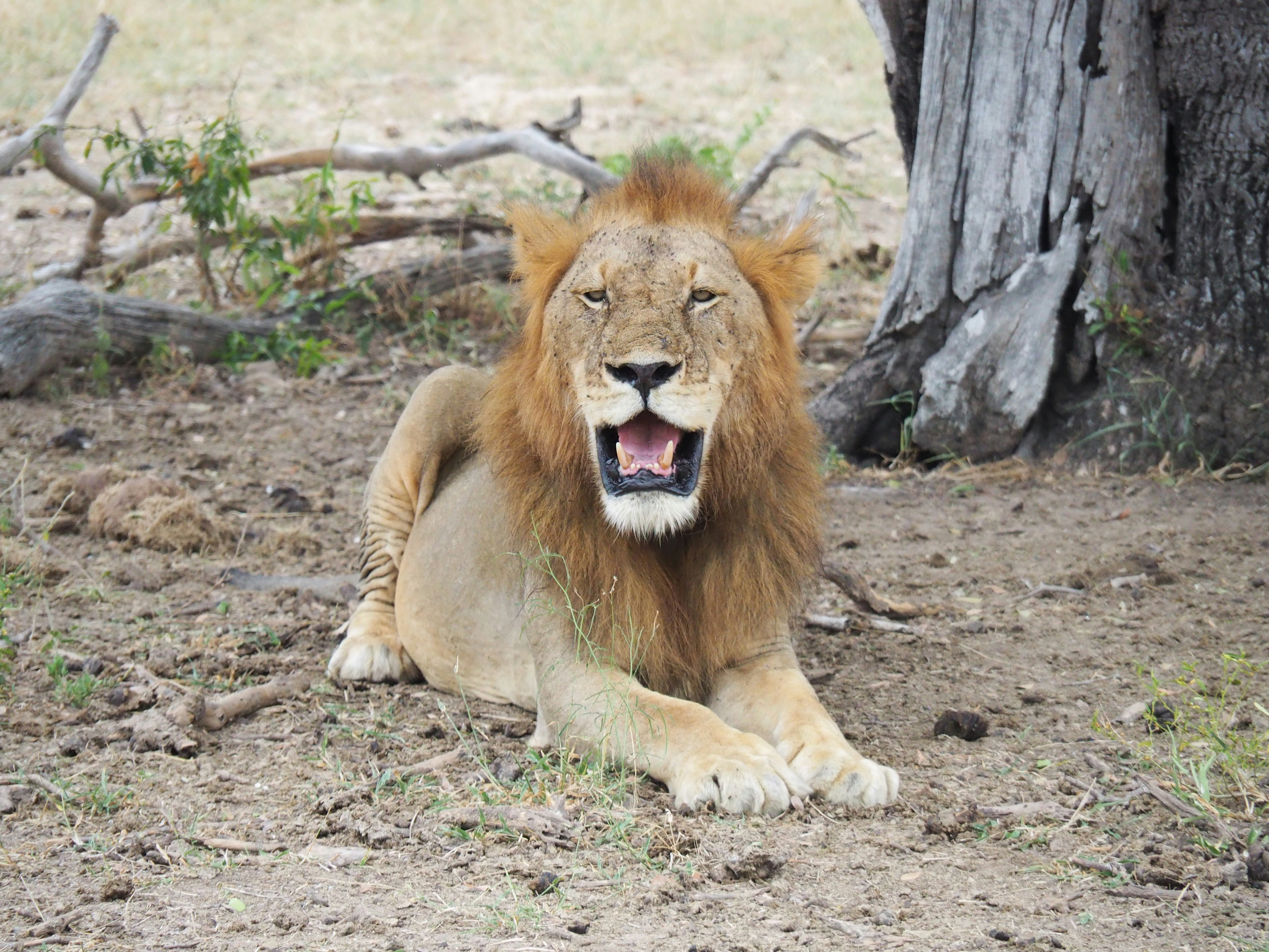 All those flies on my head... | A male lion rests on the ground with mouth open.
