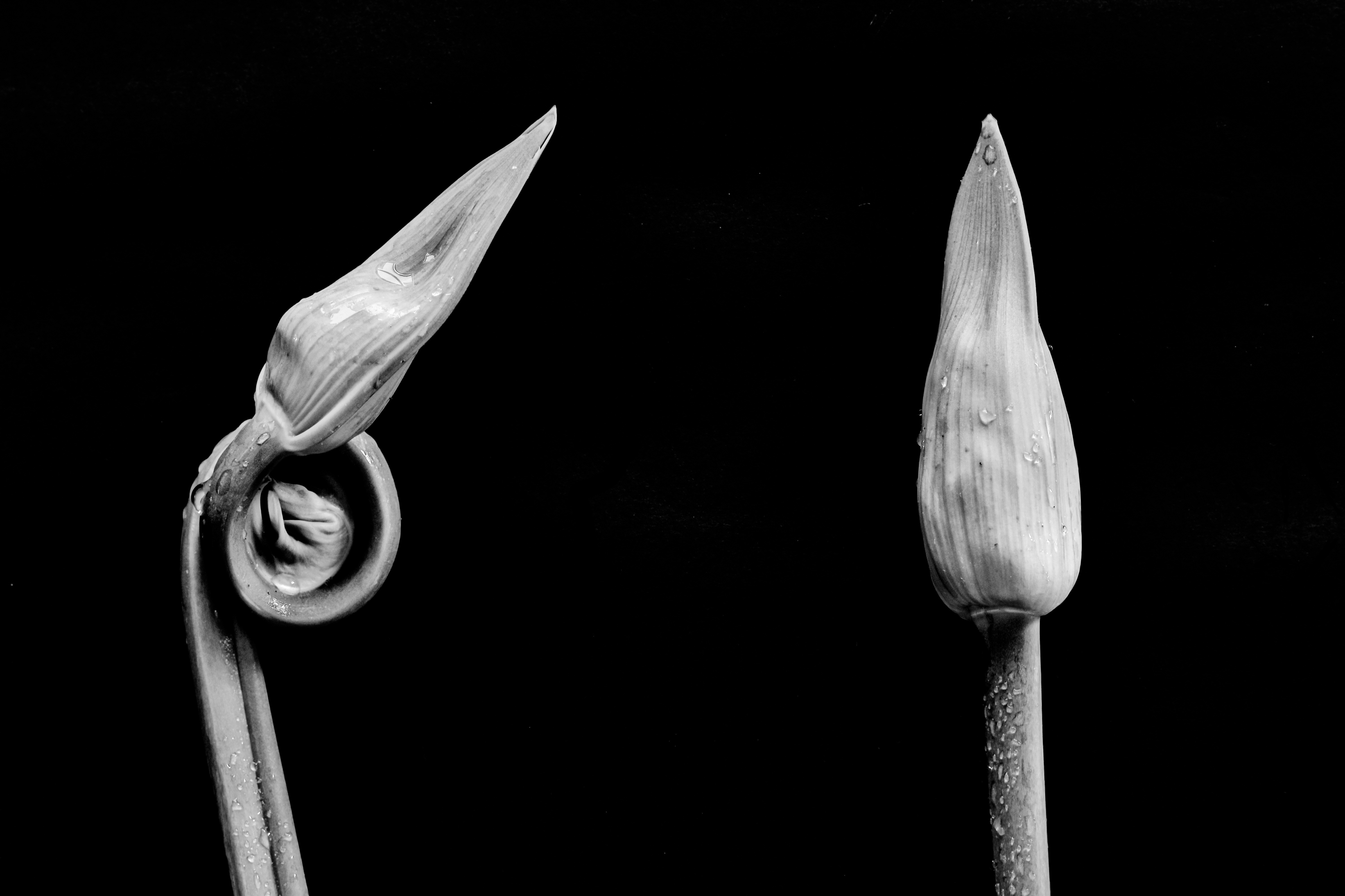 Two Agapanthus stalks with flower buds | Two plant buds against a black background