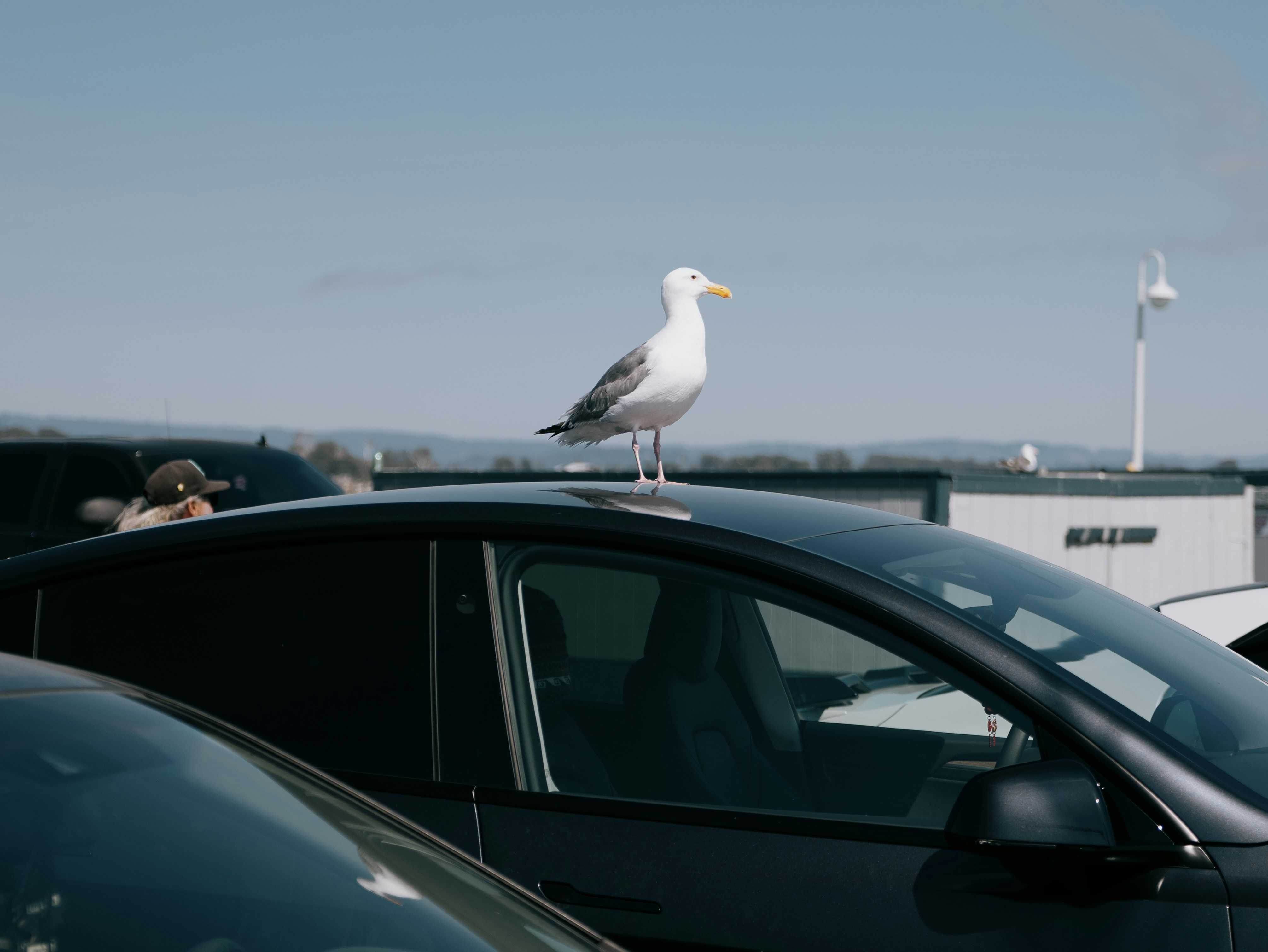 Urban Perch: A Seagull's Perspective