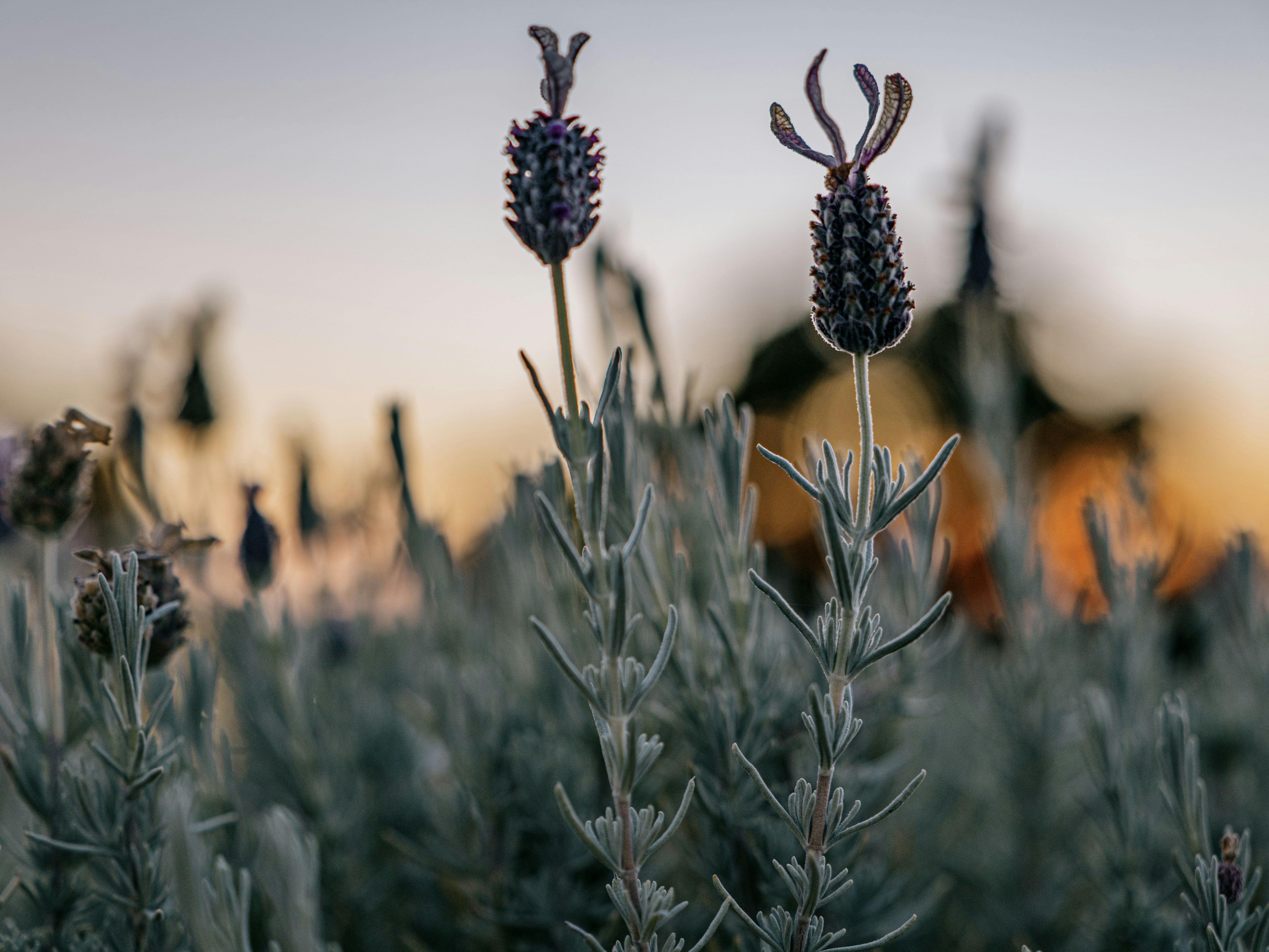 Whispers of Lavender at Dusk