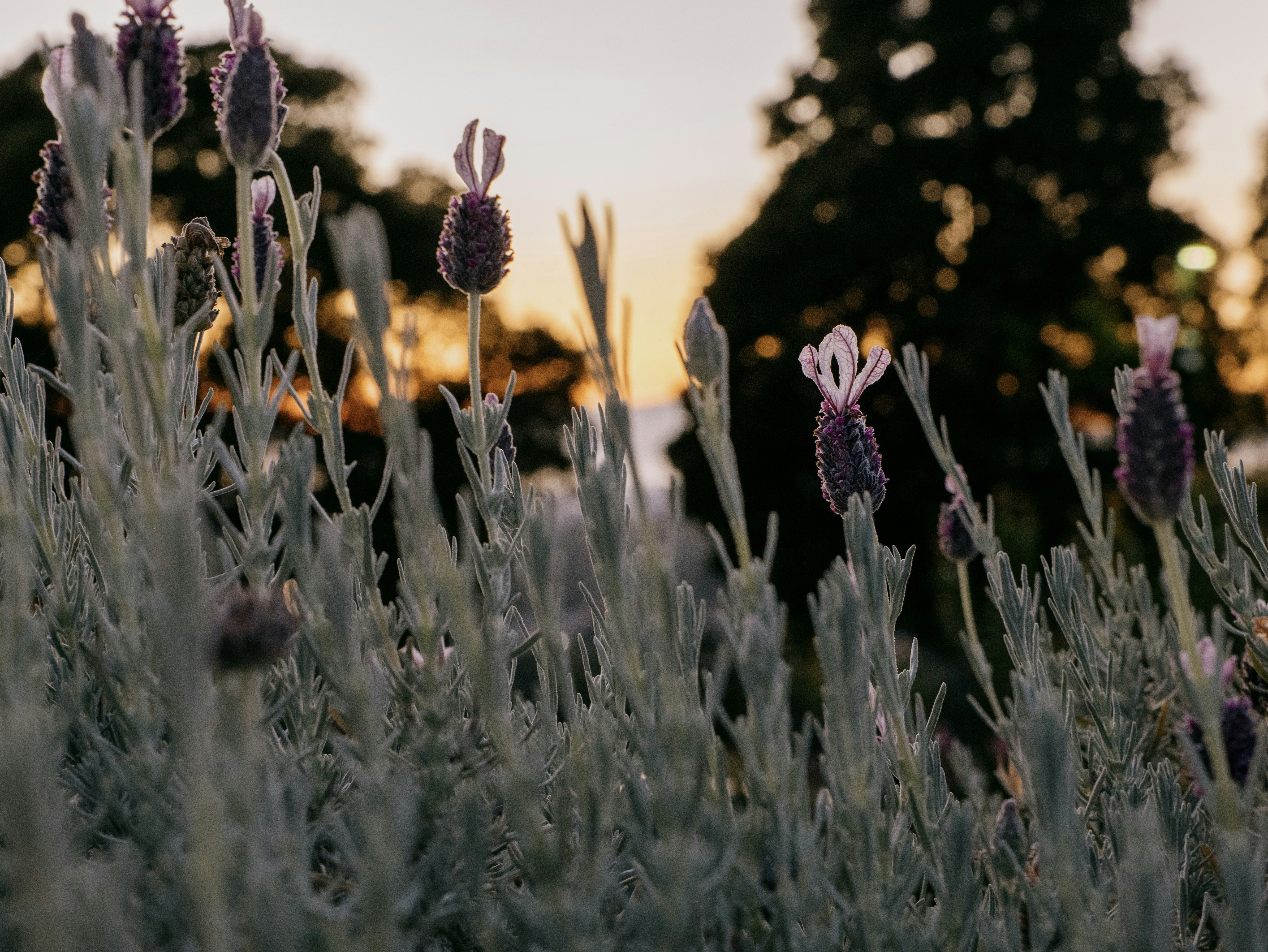 Whispers of Lavender at Dusk