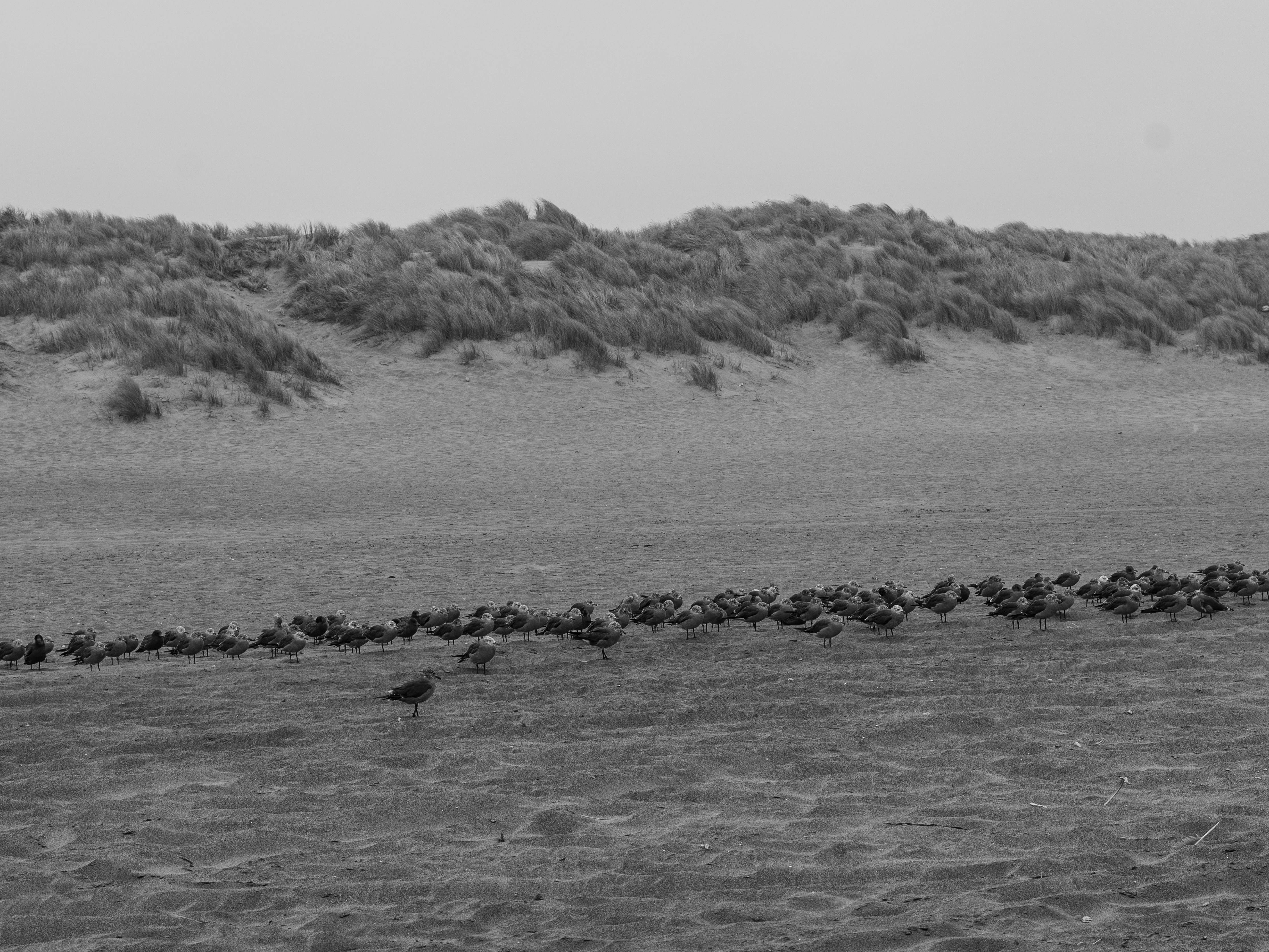 Harmony in the Dunes: A Gathering of Shorebirds