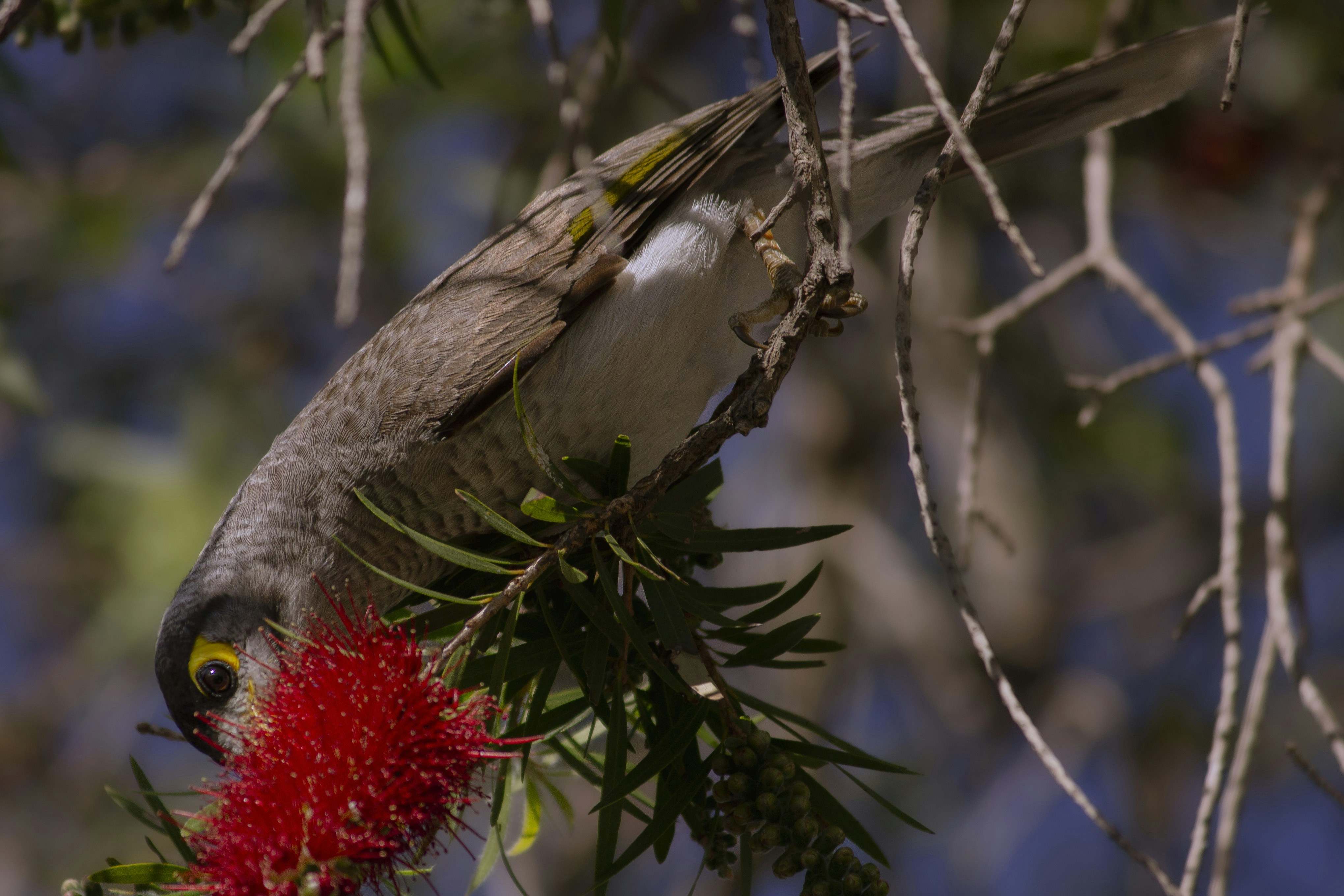 Nature's Feast: A Bird's Delight