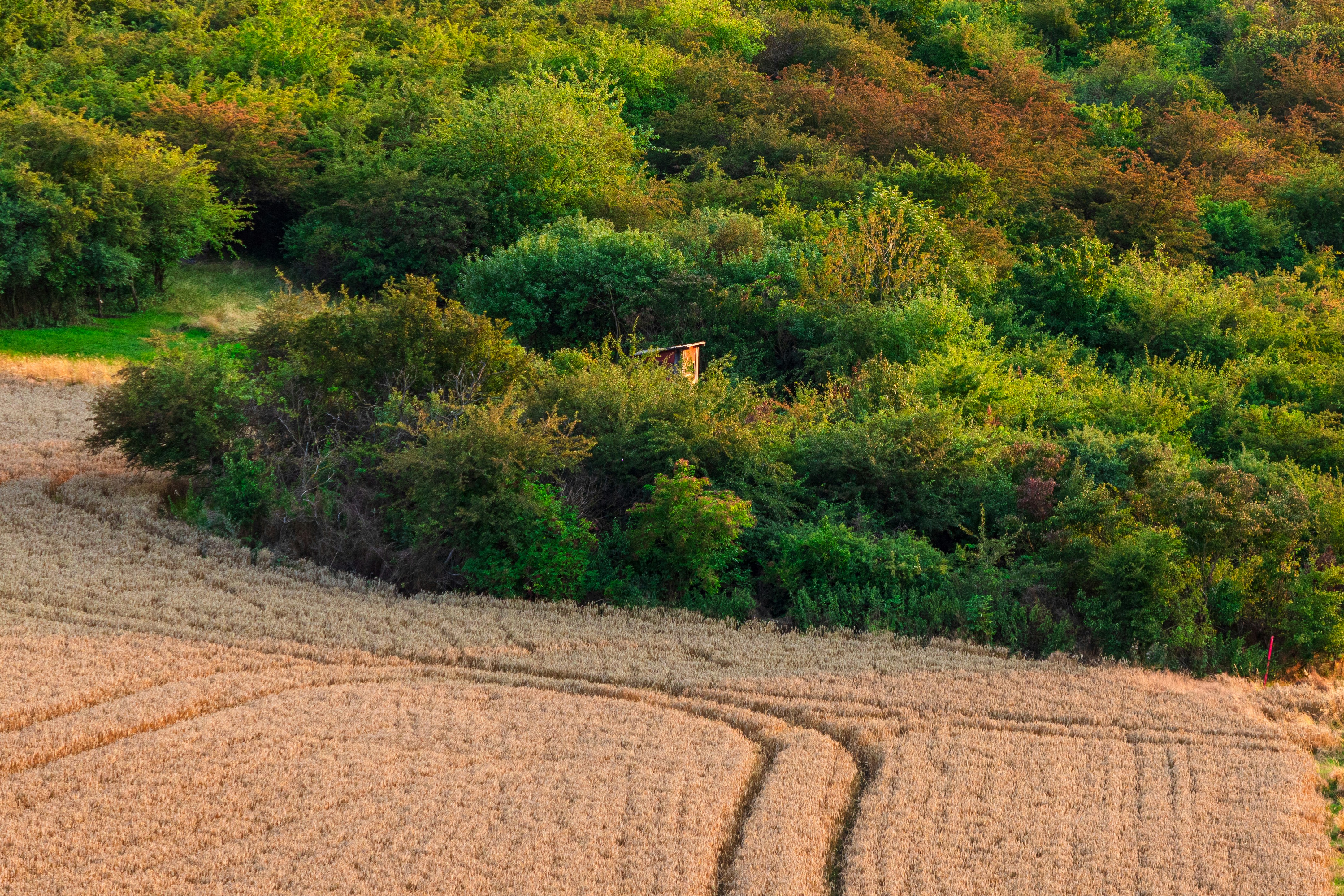 Harmony of Nature: Fields Embraced by Foliage