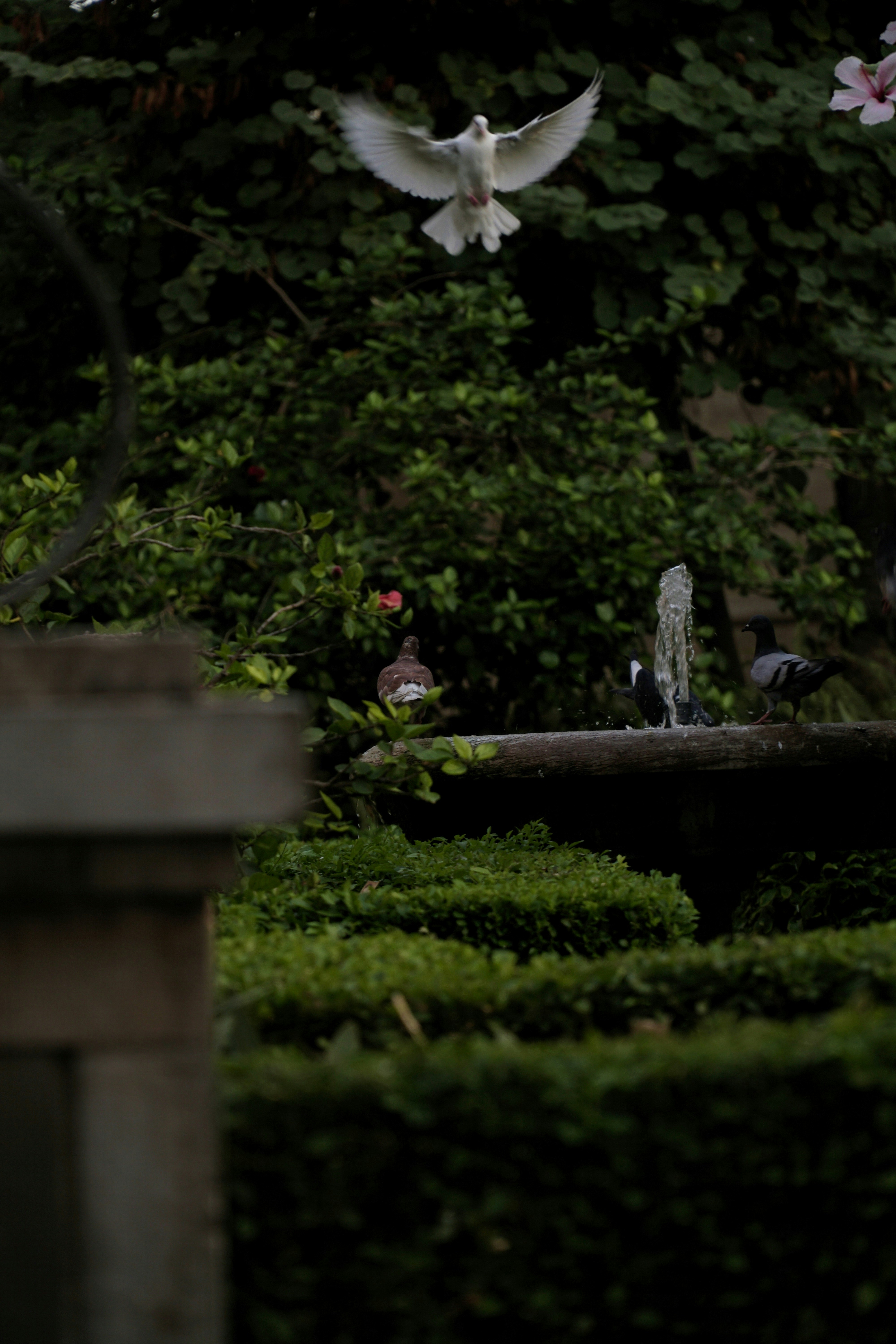 Serenity in Flight: A Garden's Quiet Moments