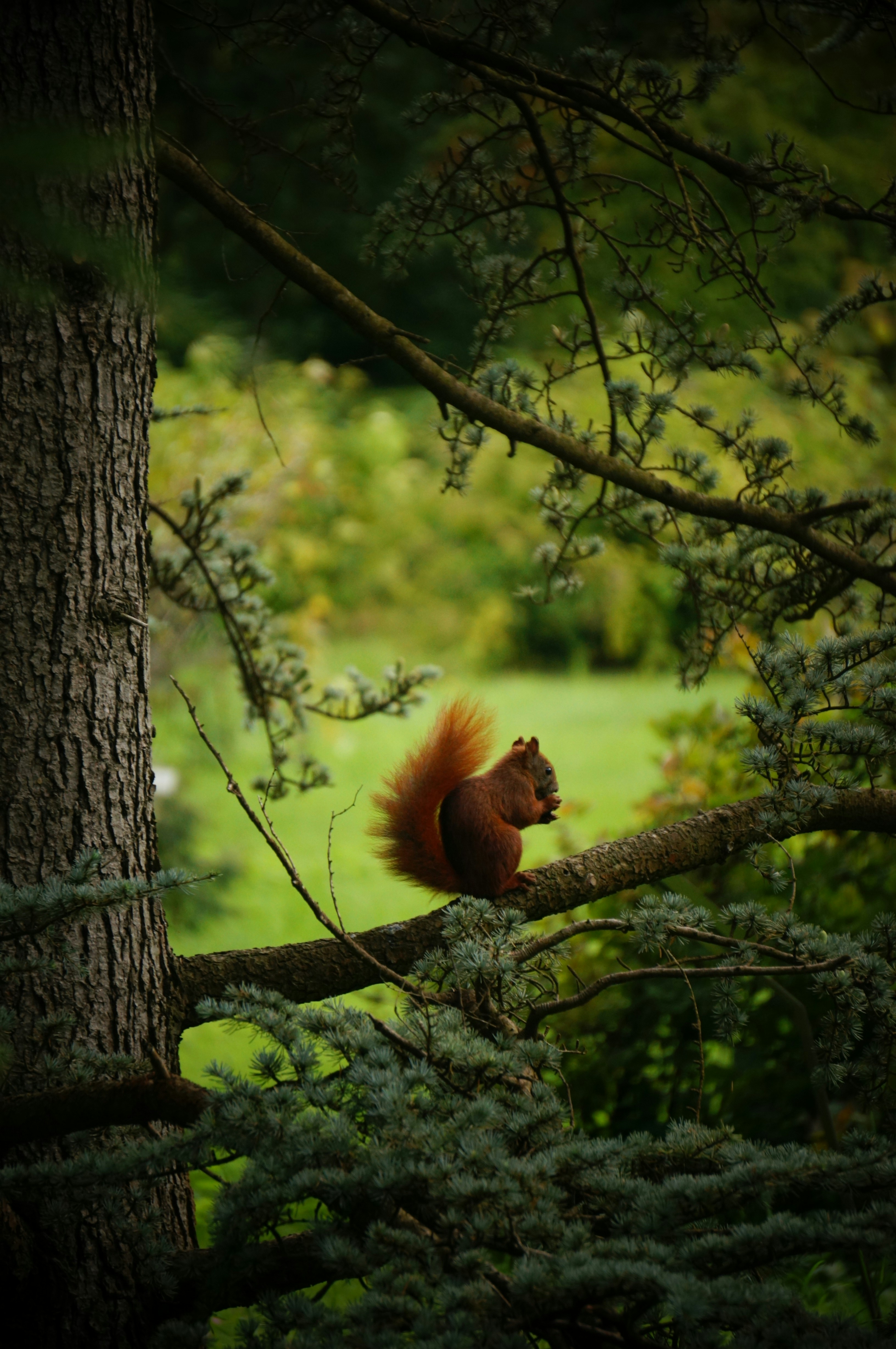 Red Squirrel on a Pine Branch, Sunlit Forest Frame