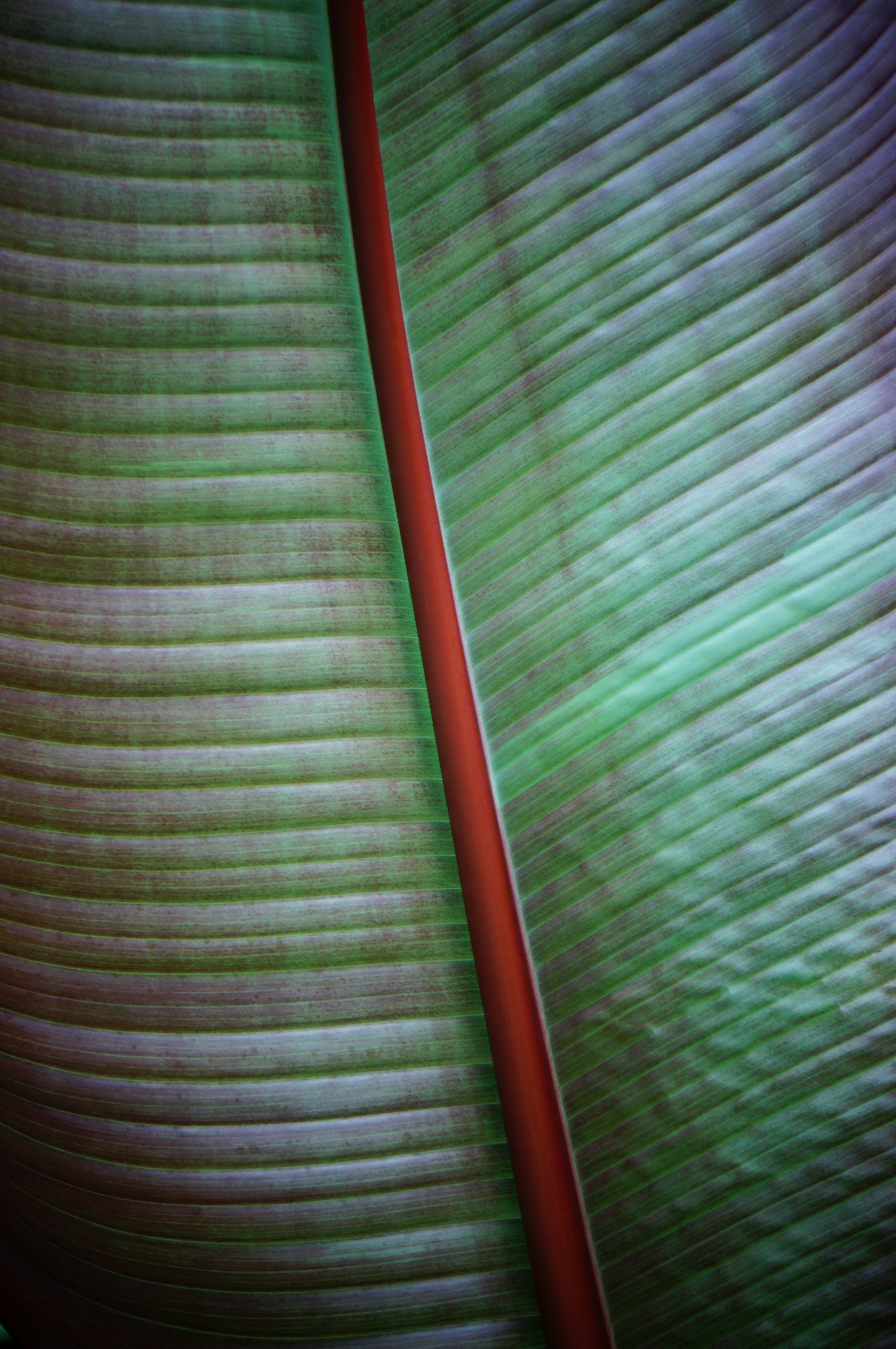 Crimson Midrib Dividing Emerald Veins: A Macro Leaf Study